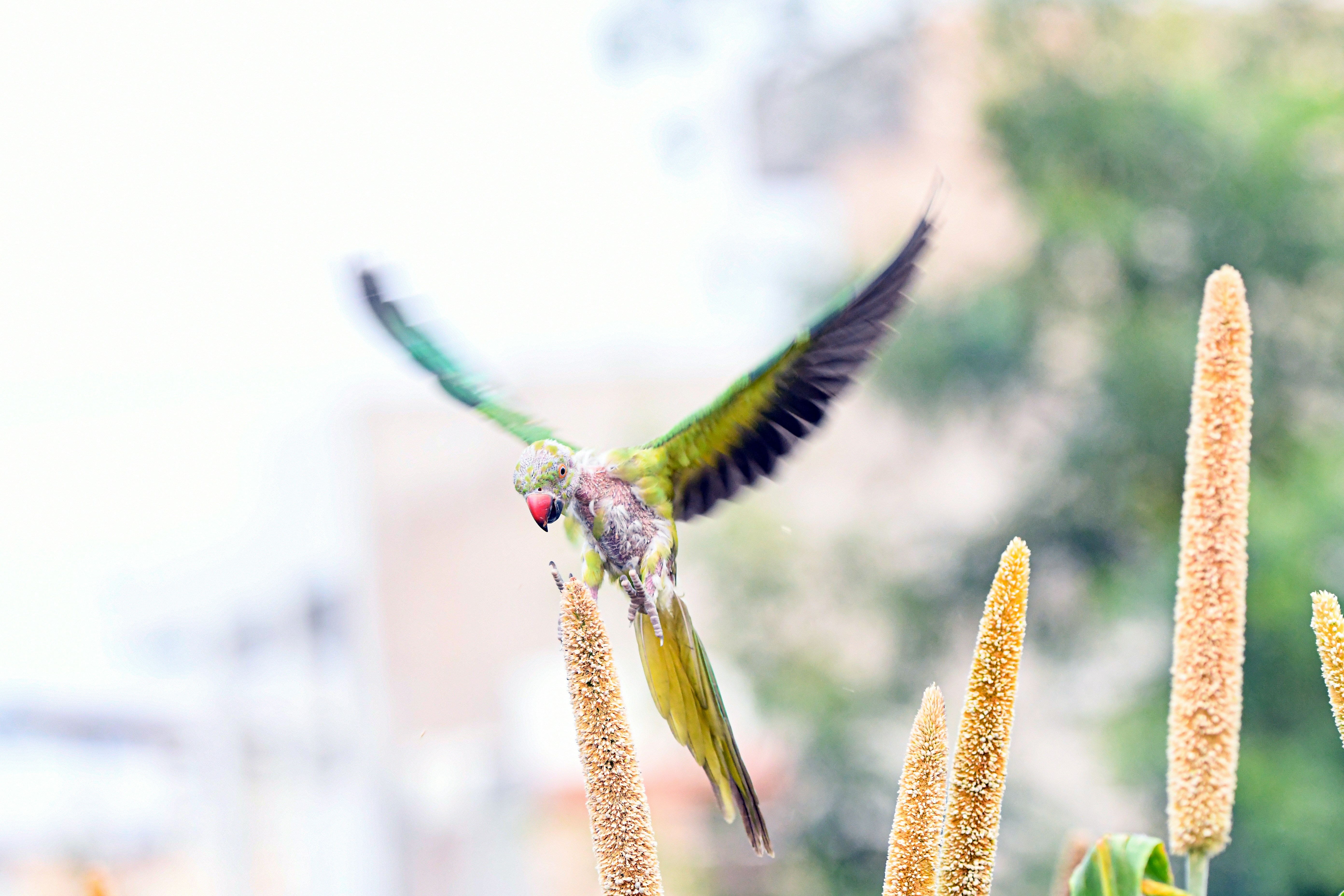 City Garden Glide: Hummingbird Among Blooming Cattails
