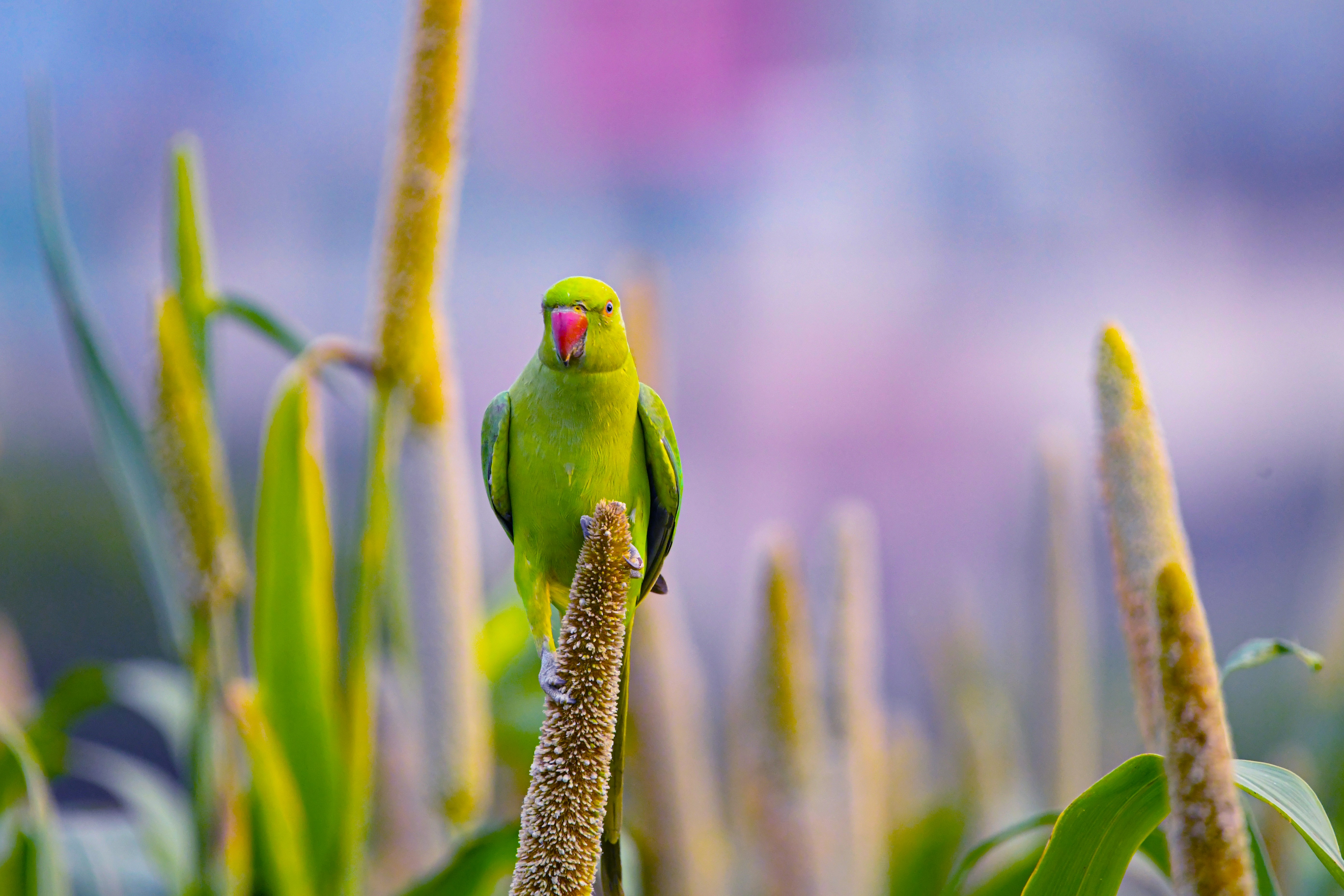 Emerald Sentinel Amongst the Greenery