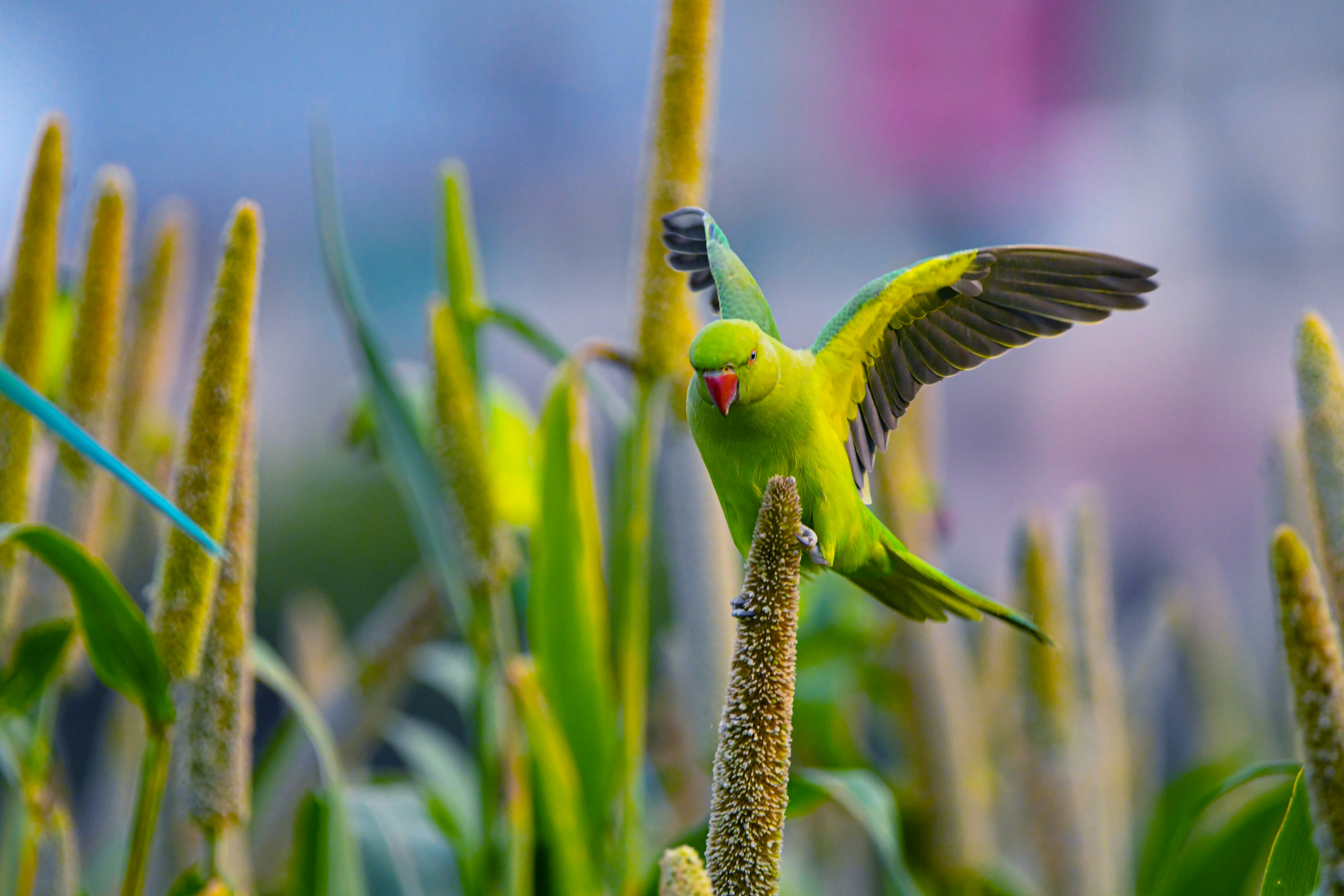 A Dance Among the Greens