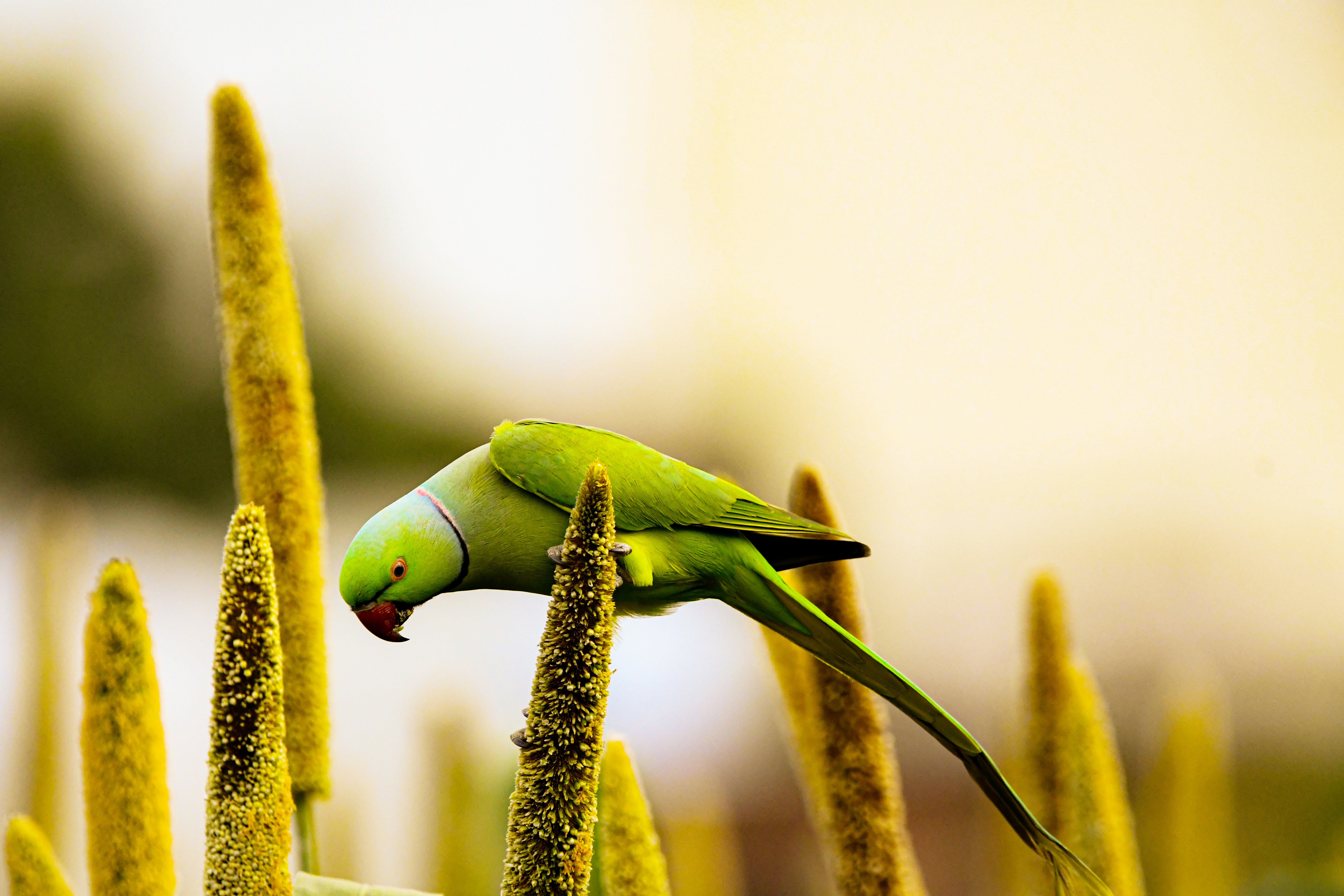 Emerald Parrot Among Golden Catkins