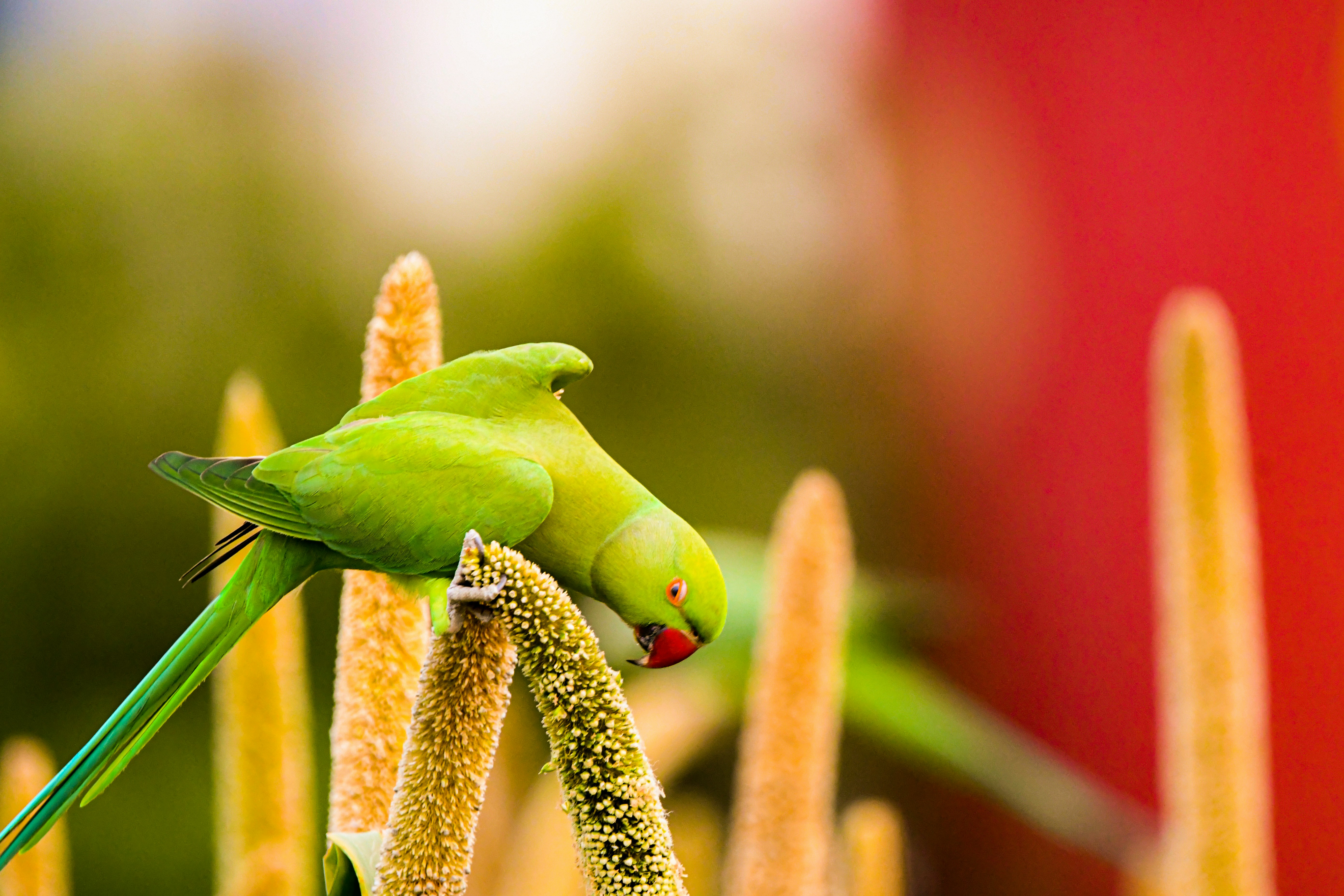 Emerald Parakeet on Golden Catkins: a Quiet Garden Moment