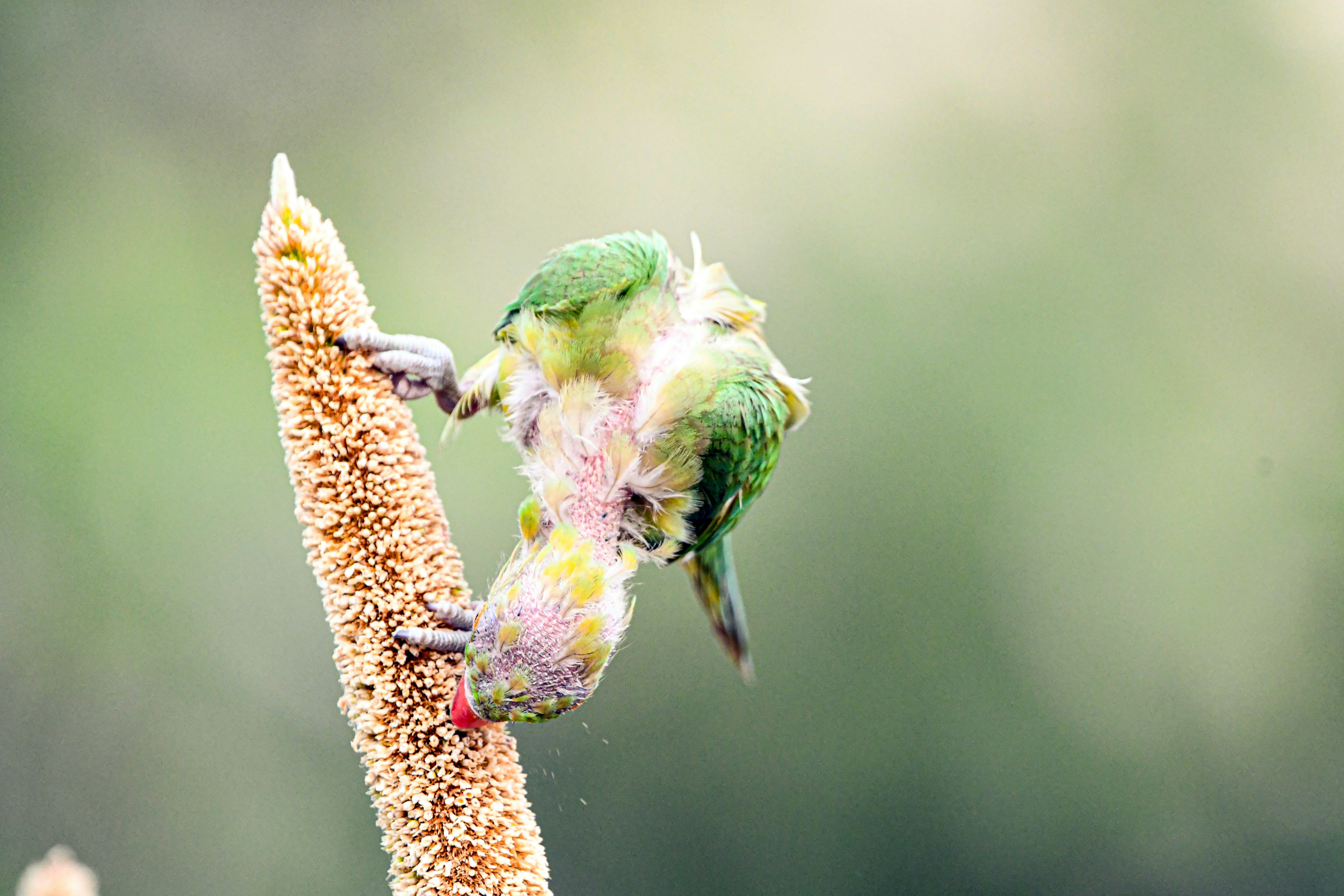 Emerald Hummingbird Clings to a Cattail Under Gentle Light