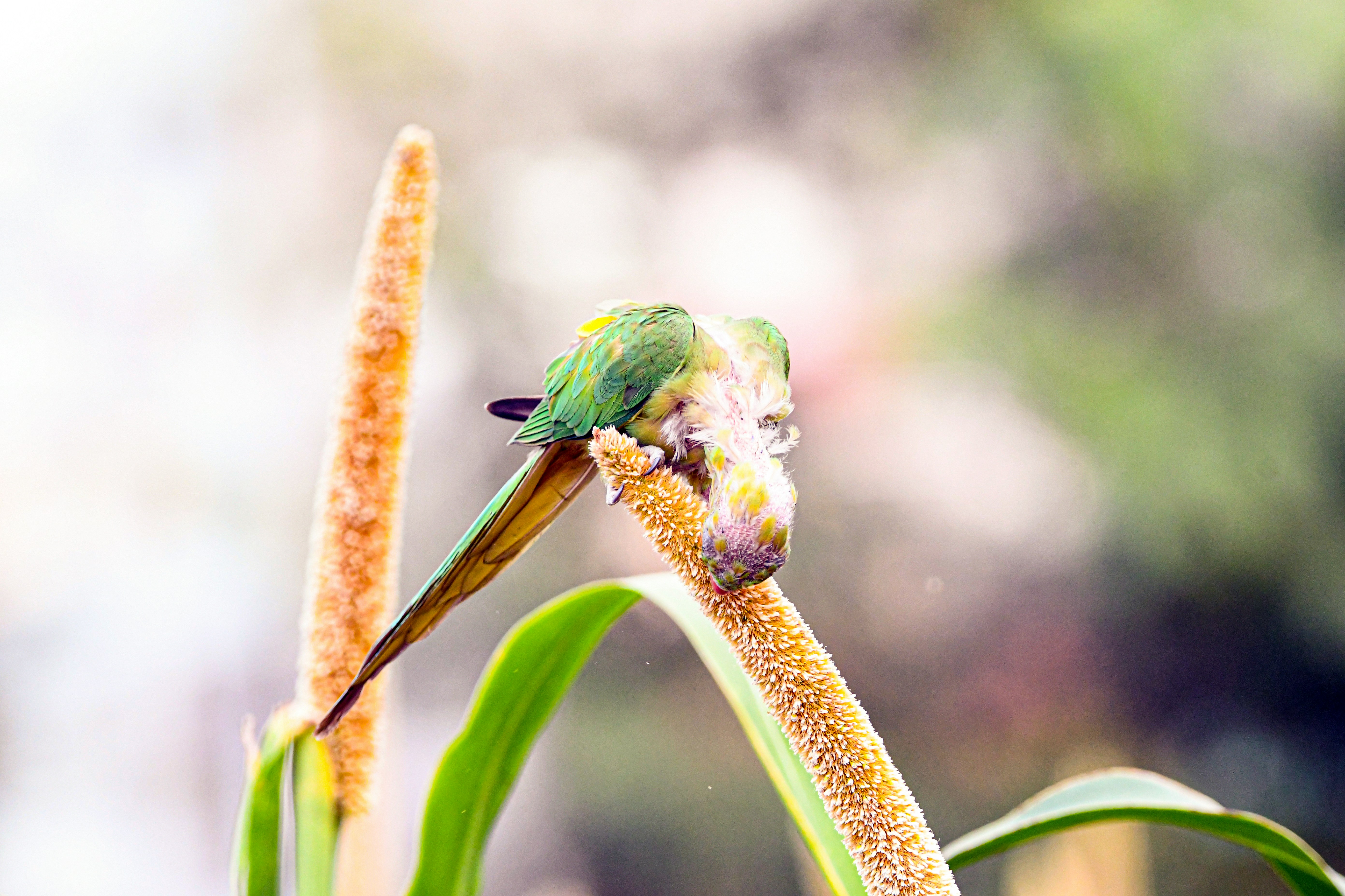 Vibrant green parrot feeding on a flowering stalk, showcasing its colorful plumage and intricate details.