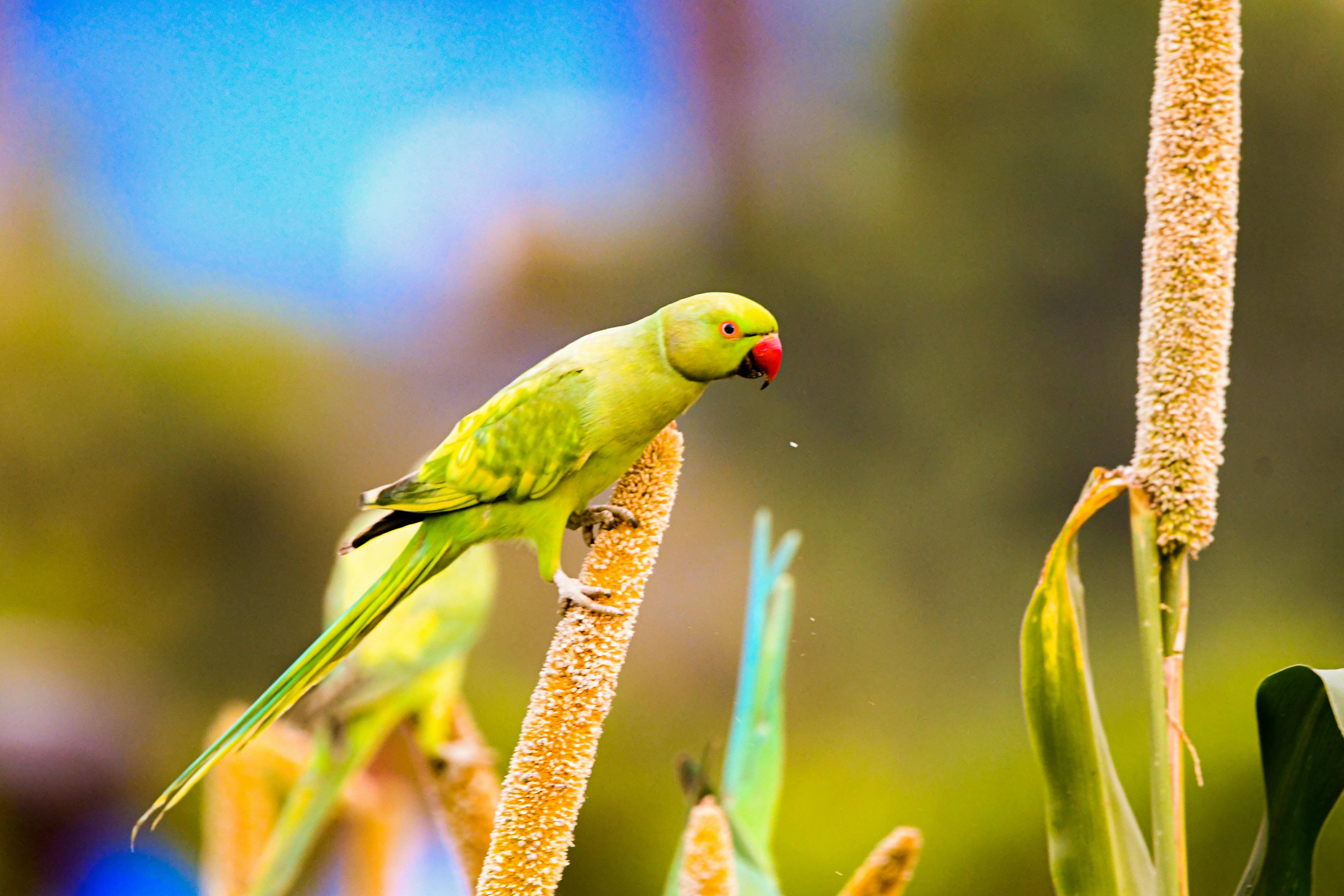 Emerald Parrot Perches on Cattail Stalks Amid Soft Backlight