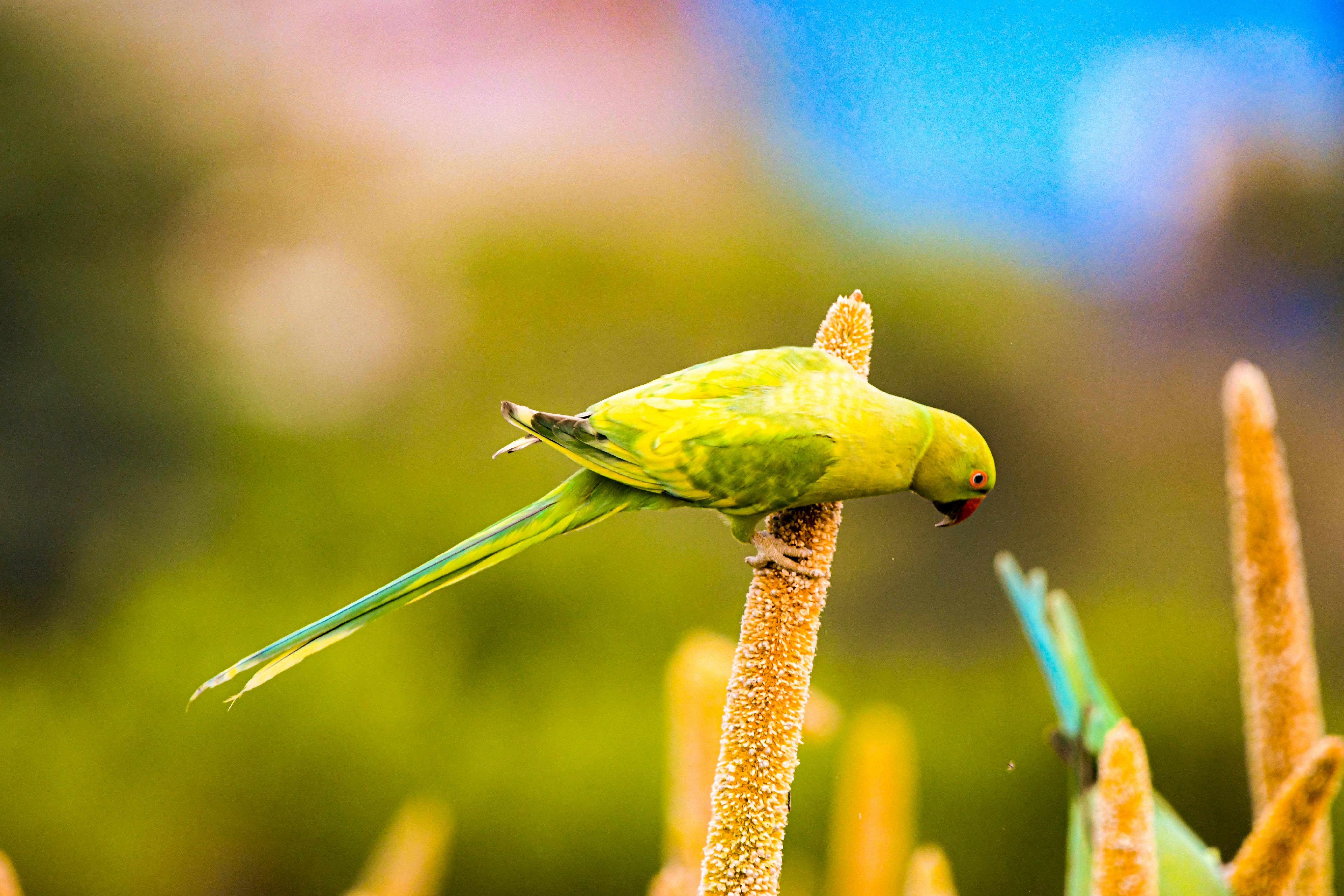 Emerald Parakeet Perches on a Sunlit Reed