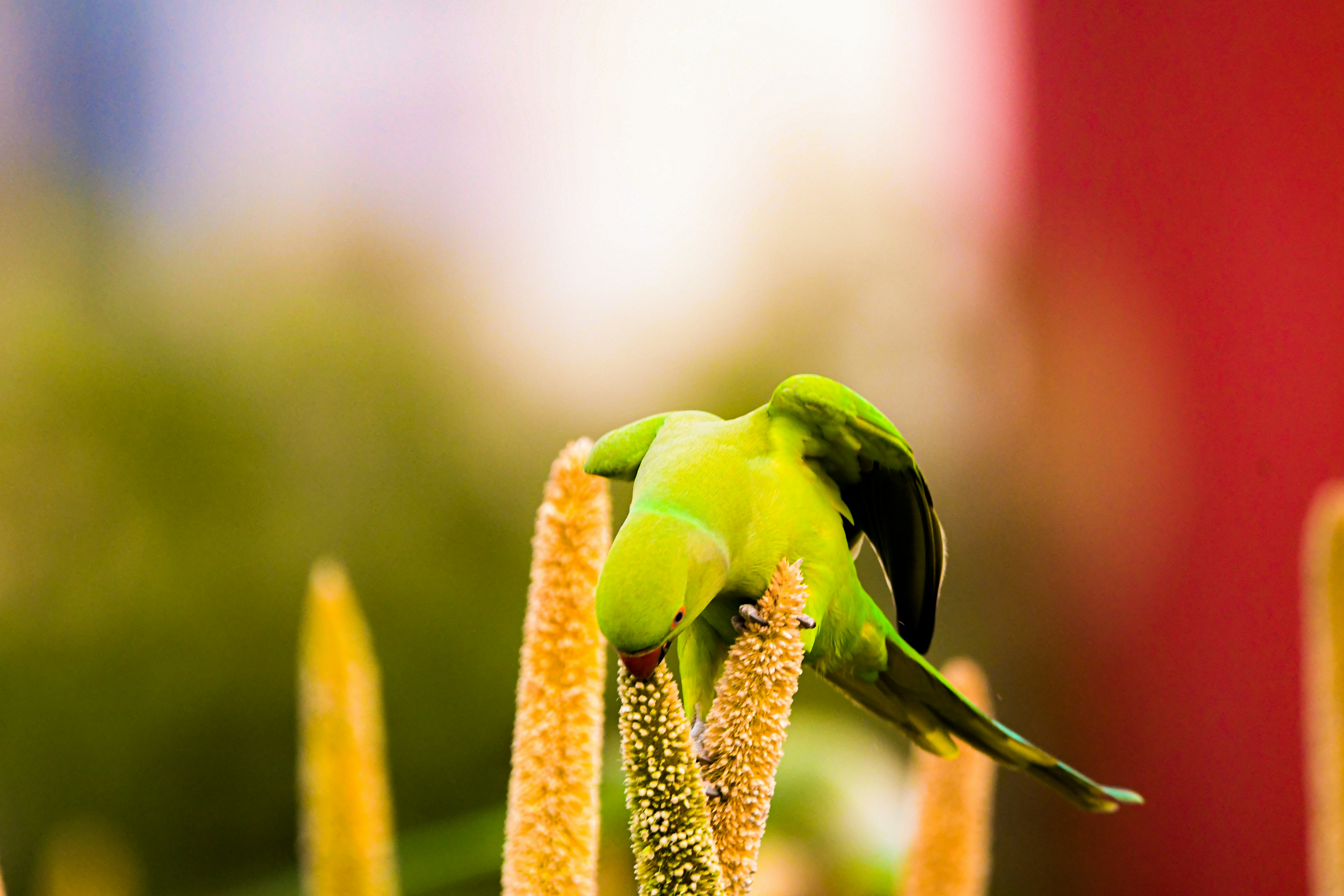Emerald Parrot on Sunlit Cattail Spires