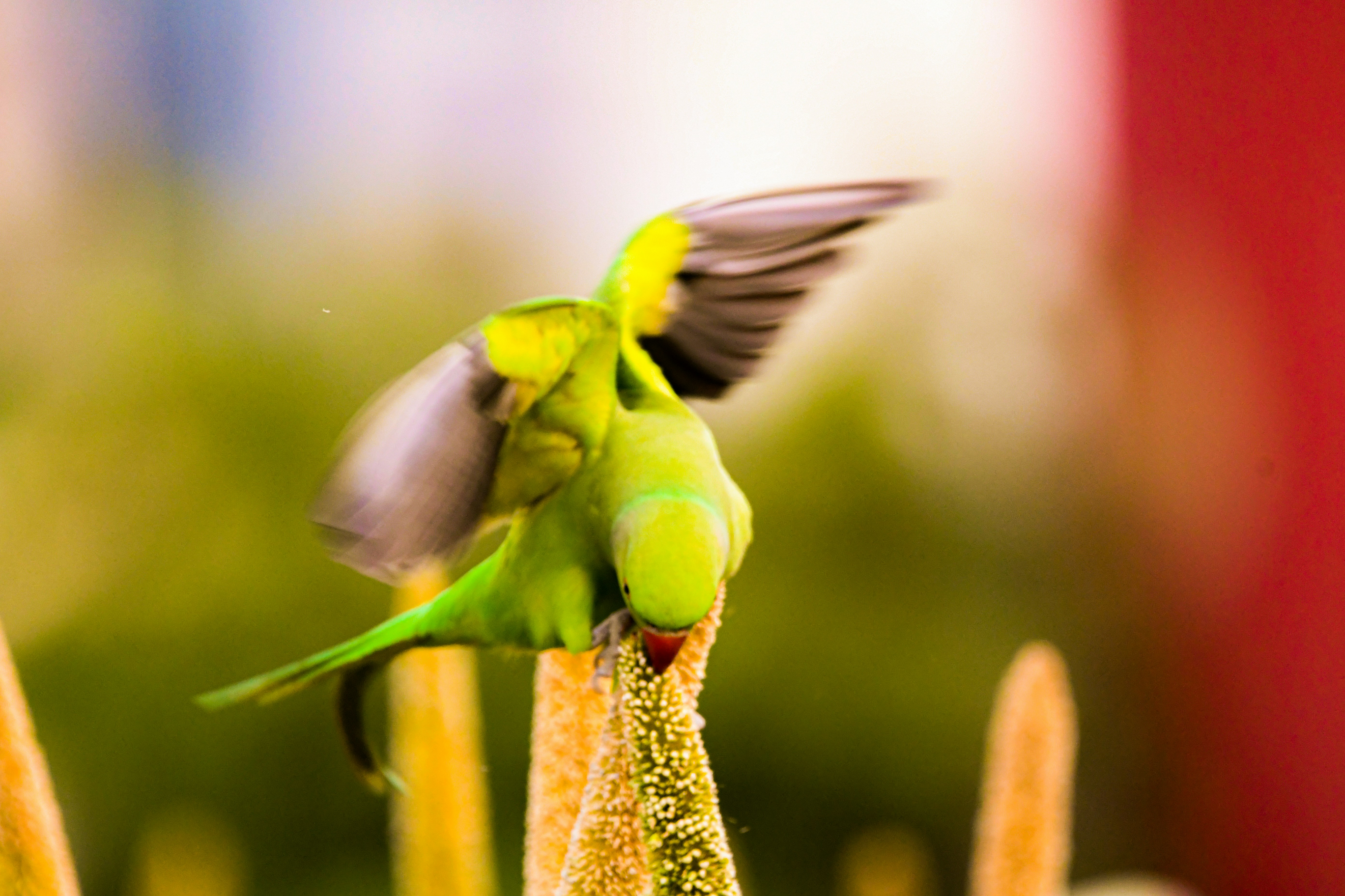 Two green parrots eating from a plant