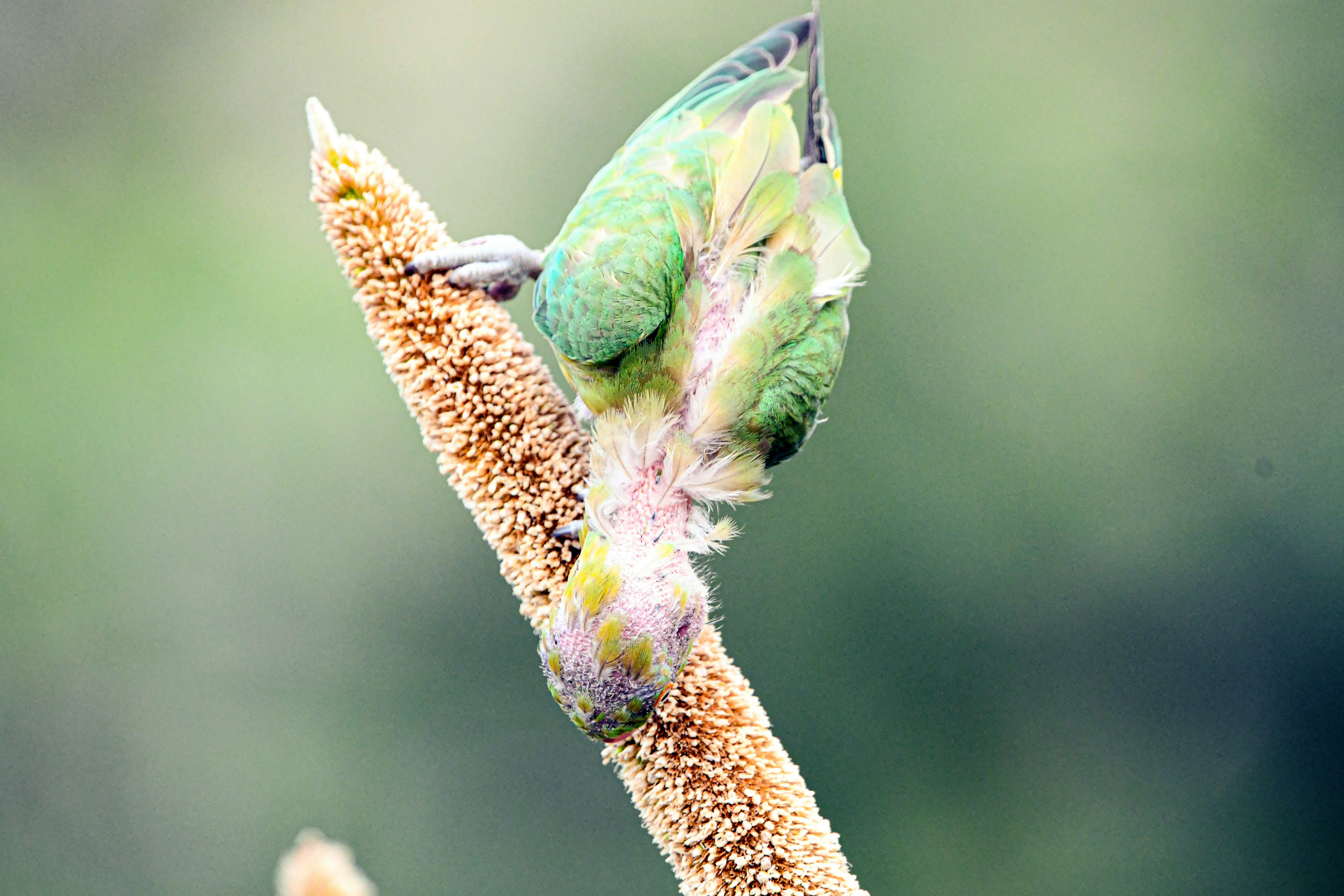 Emerald Acrobat Clinging to a Velvet Catkin
