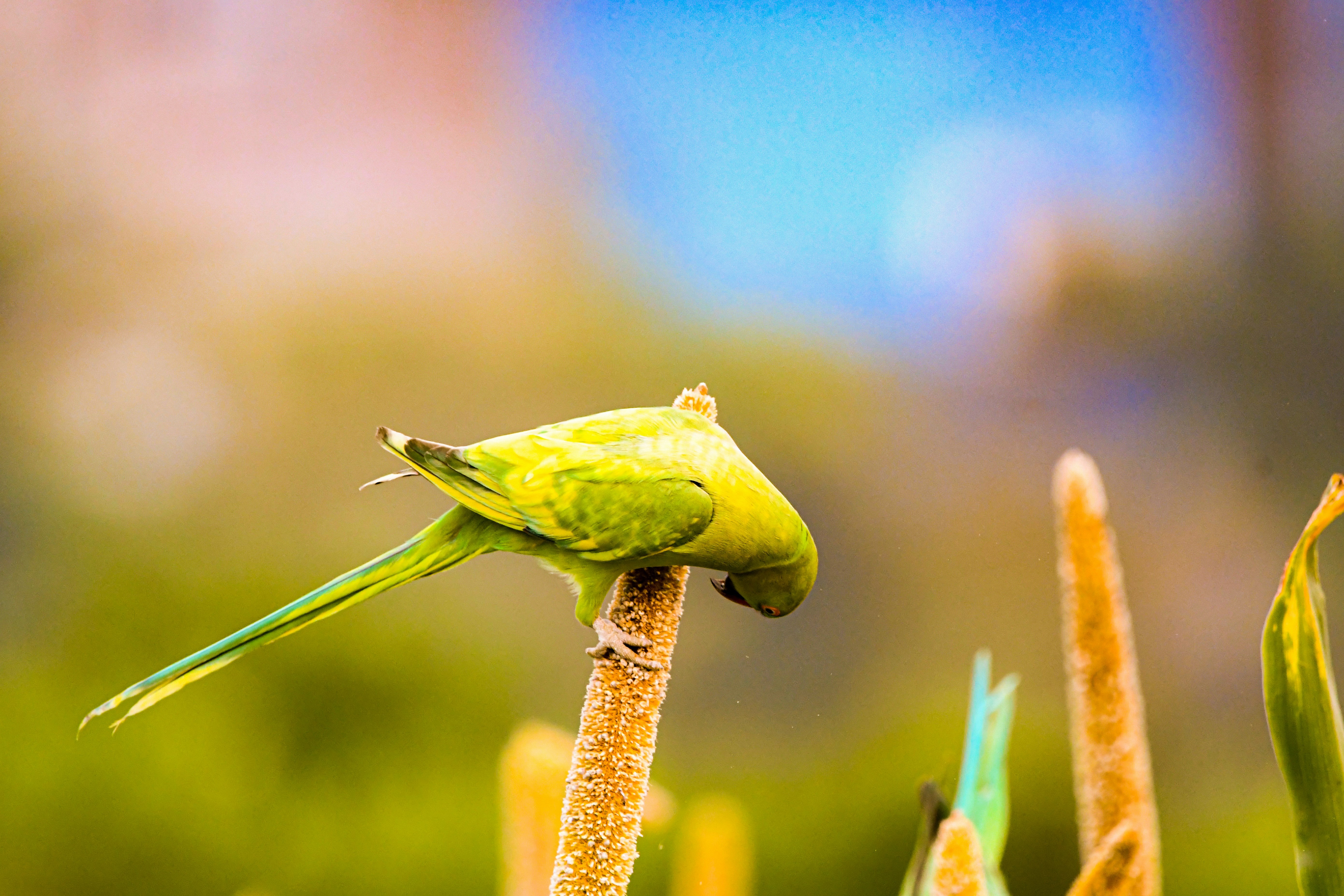 Green Parrotlet Perch: A Quiet Moment on the Reeds
