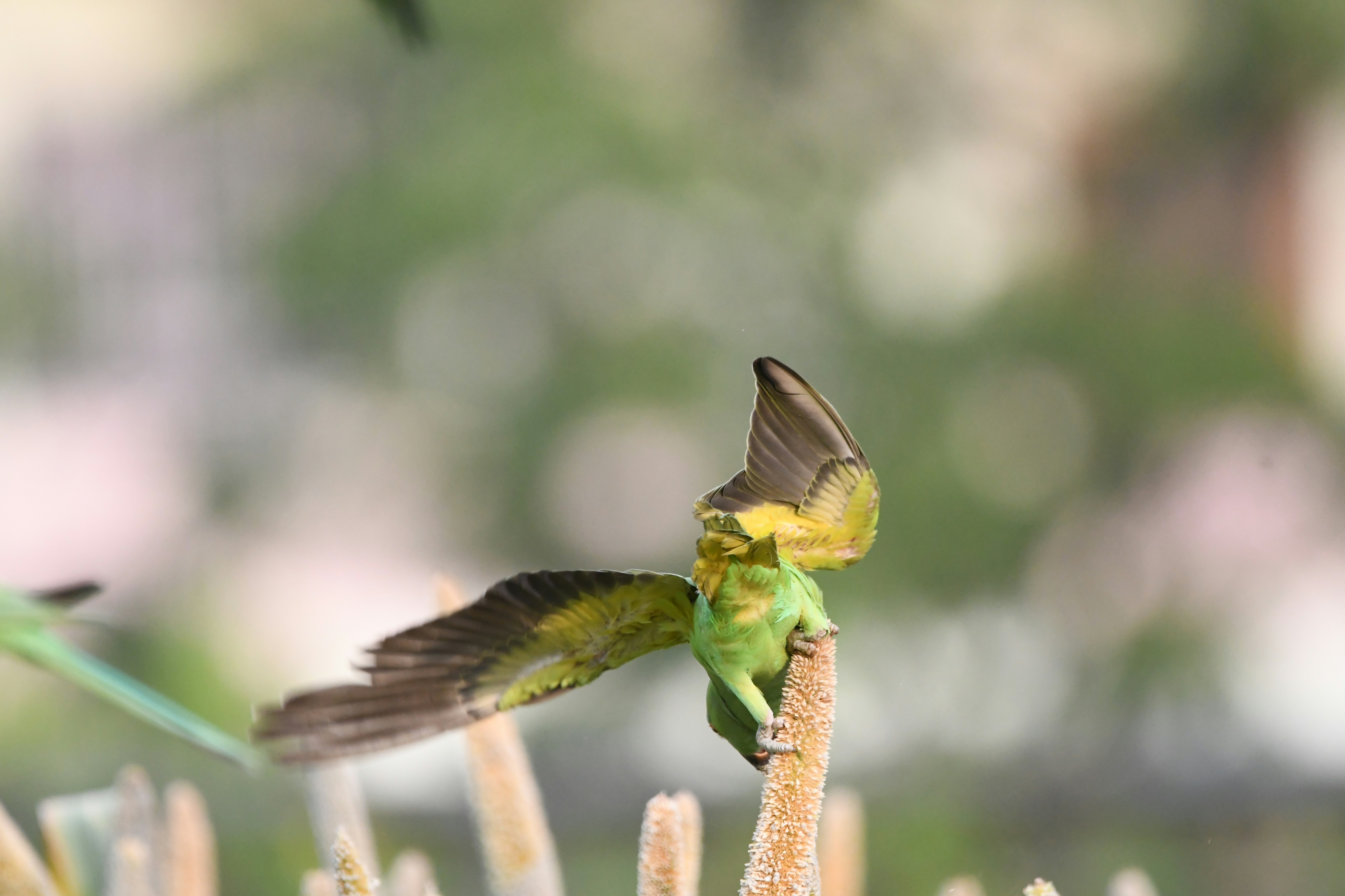 Emerald Acrobat on a Spiky Thistle