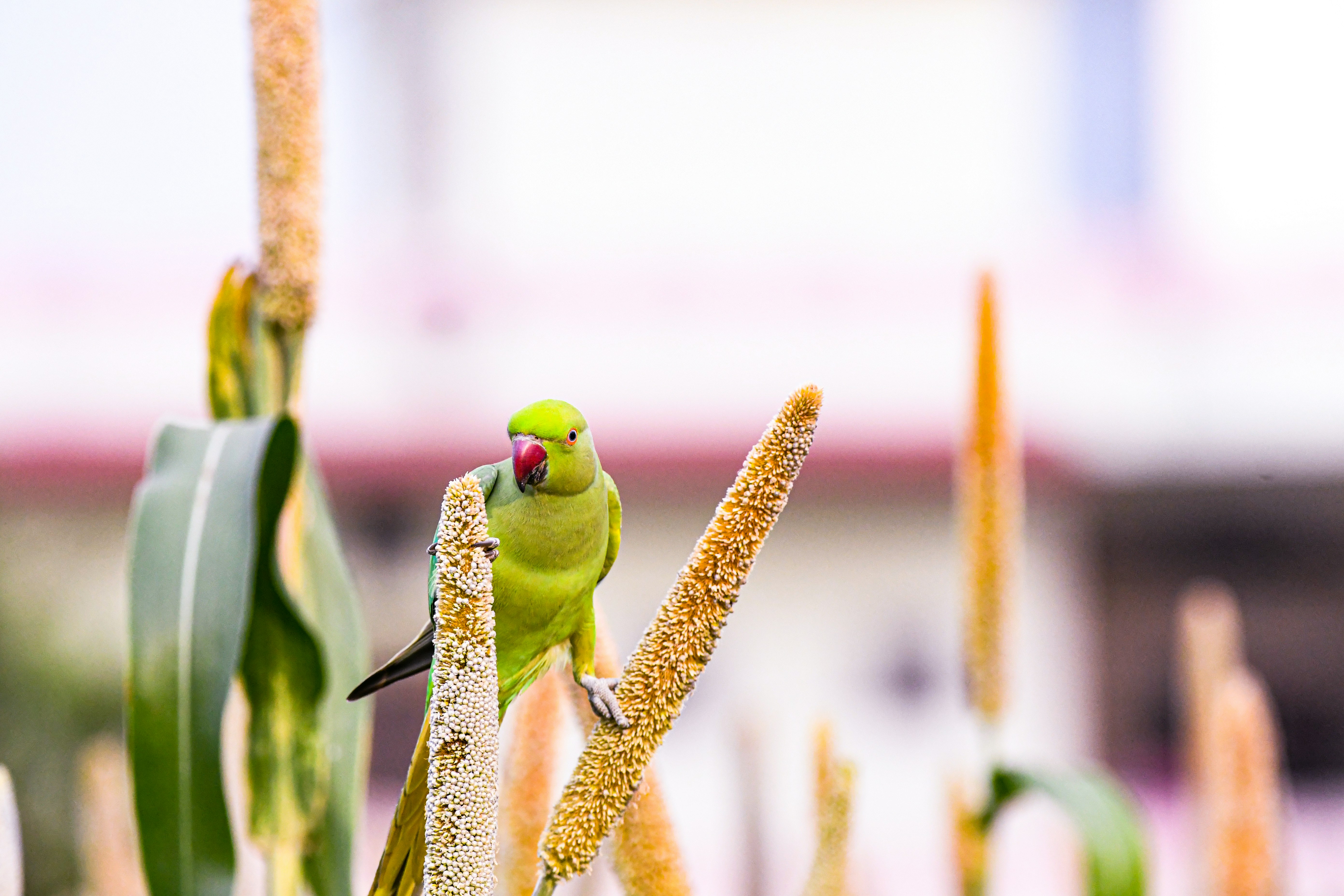 Emerald Parrot Perched Among Sunlit Seed Spikes