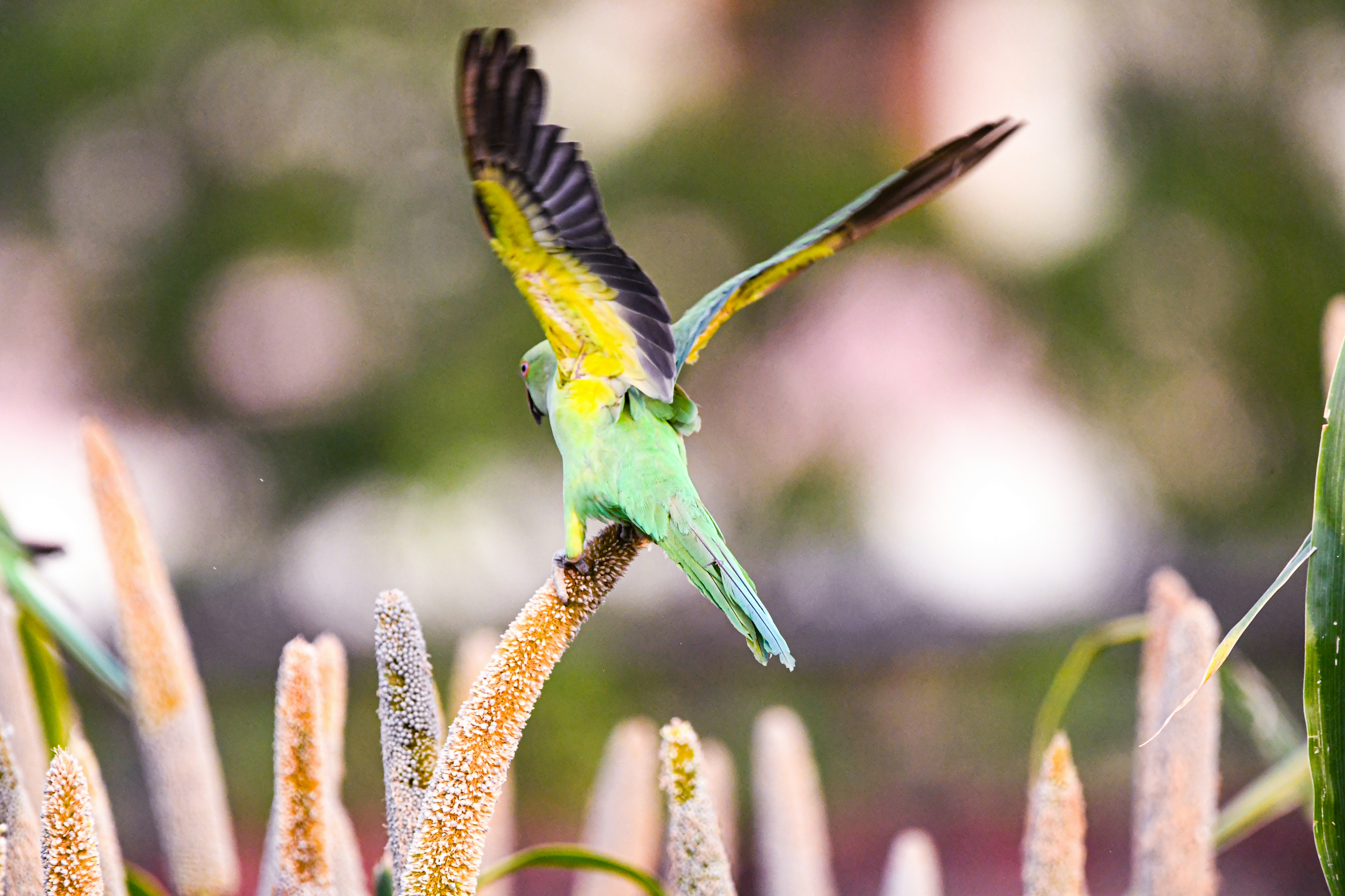 A Dance of Color and Motion
