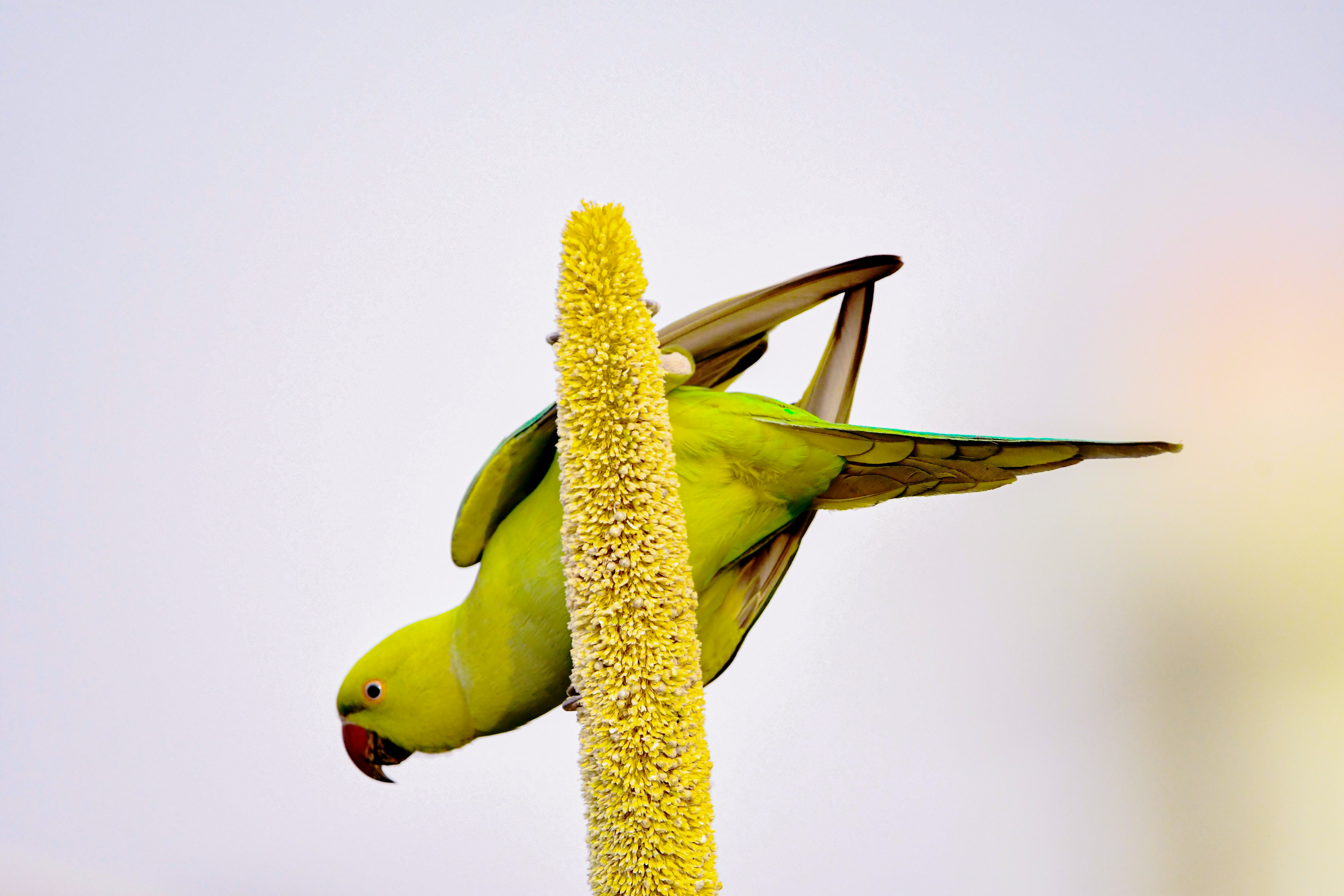 Emerald Parakeet Balances on a Sunlit Yellow Spike