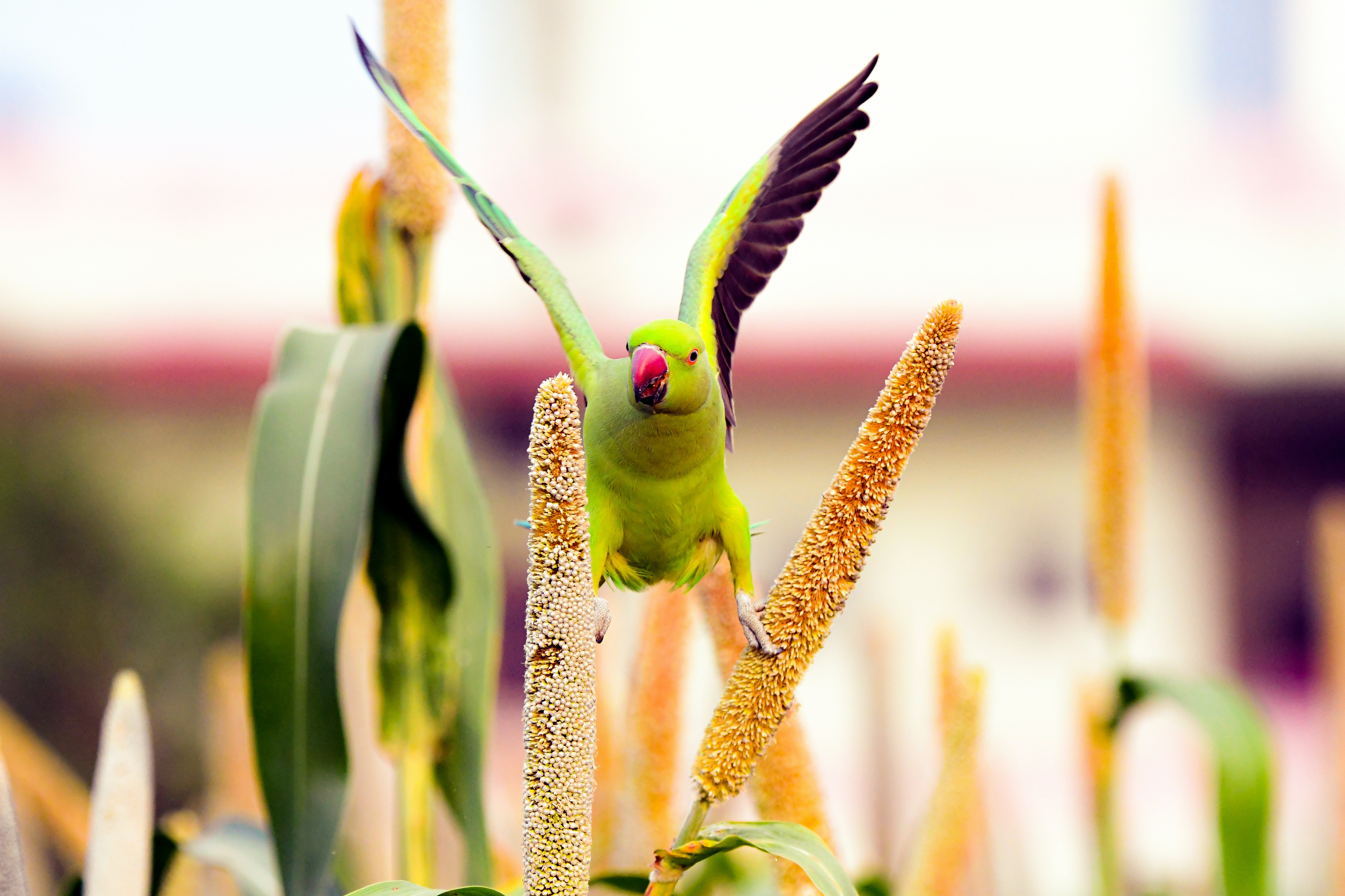 Emerald Parrot in a Sunlit Catkin Corridor