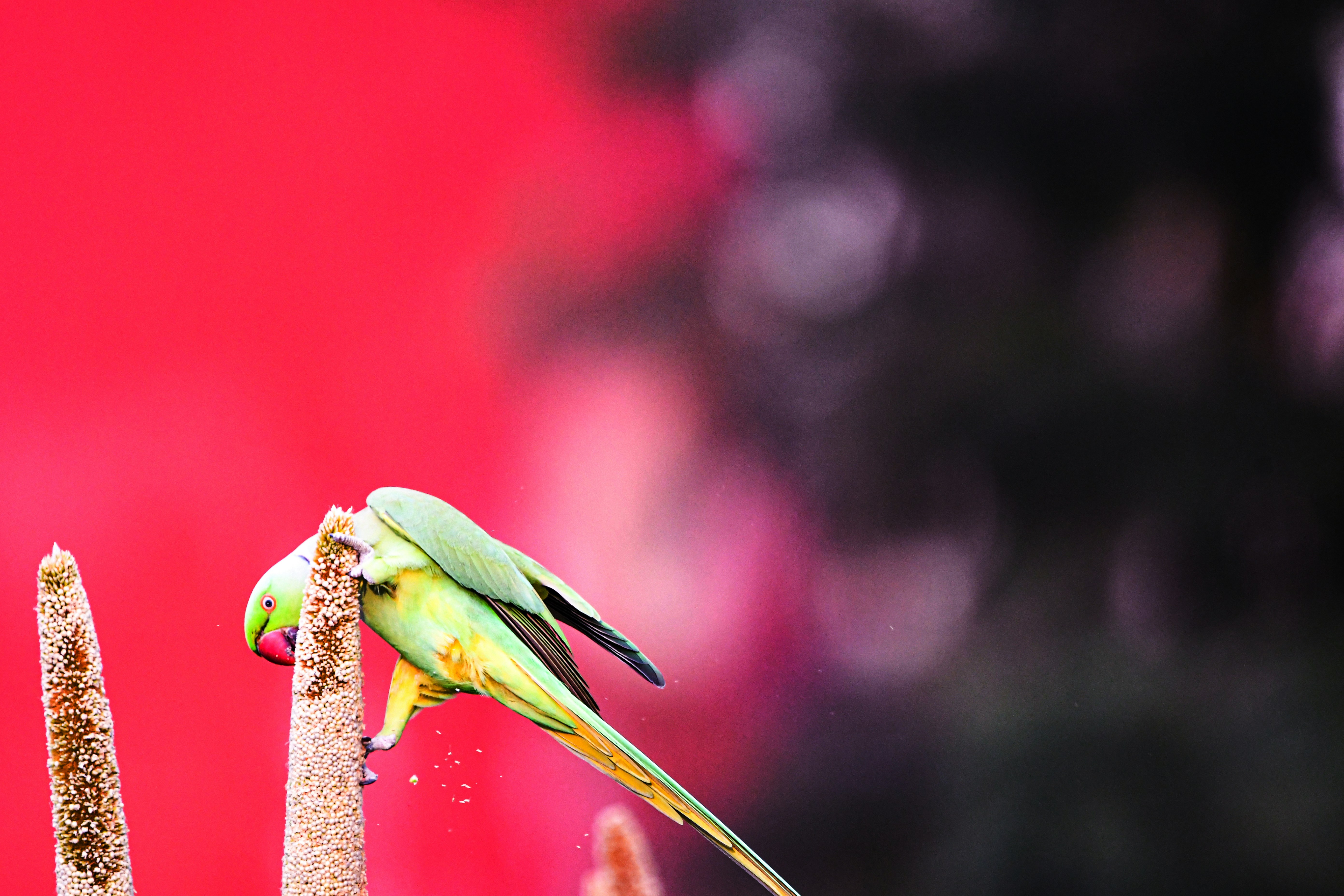 Emerald Parrot on Velvet Stem Against a Neon Pink Backdrop