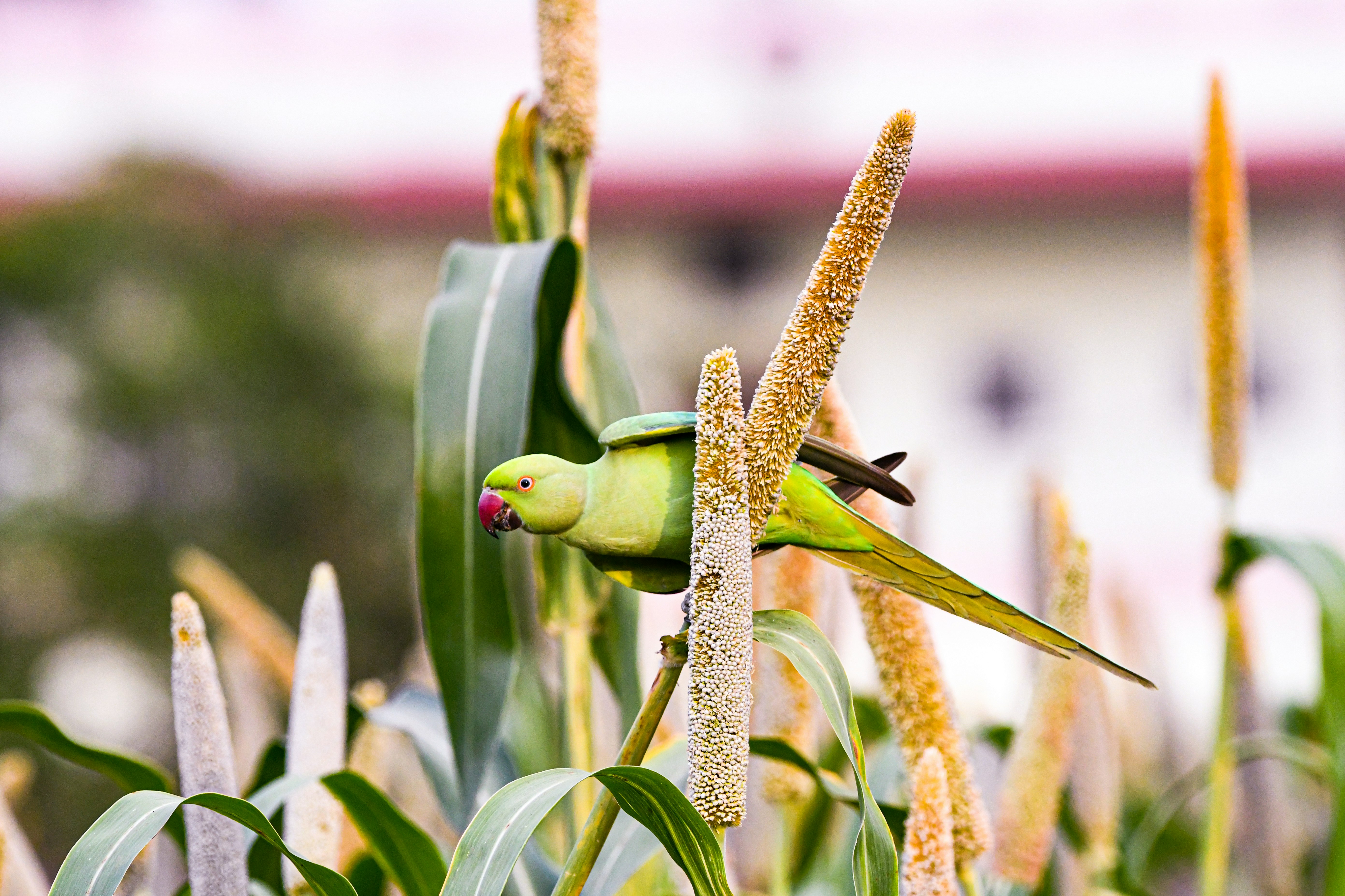 Green parrot perched on a tall plant stalk.