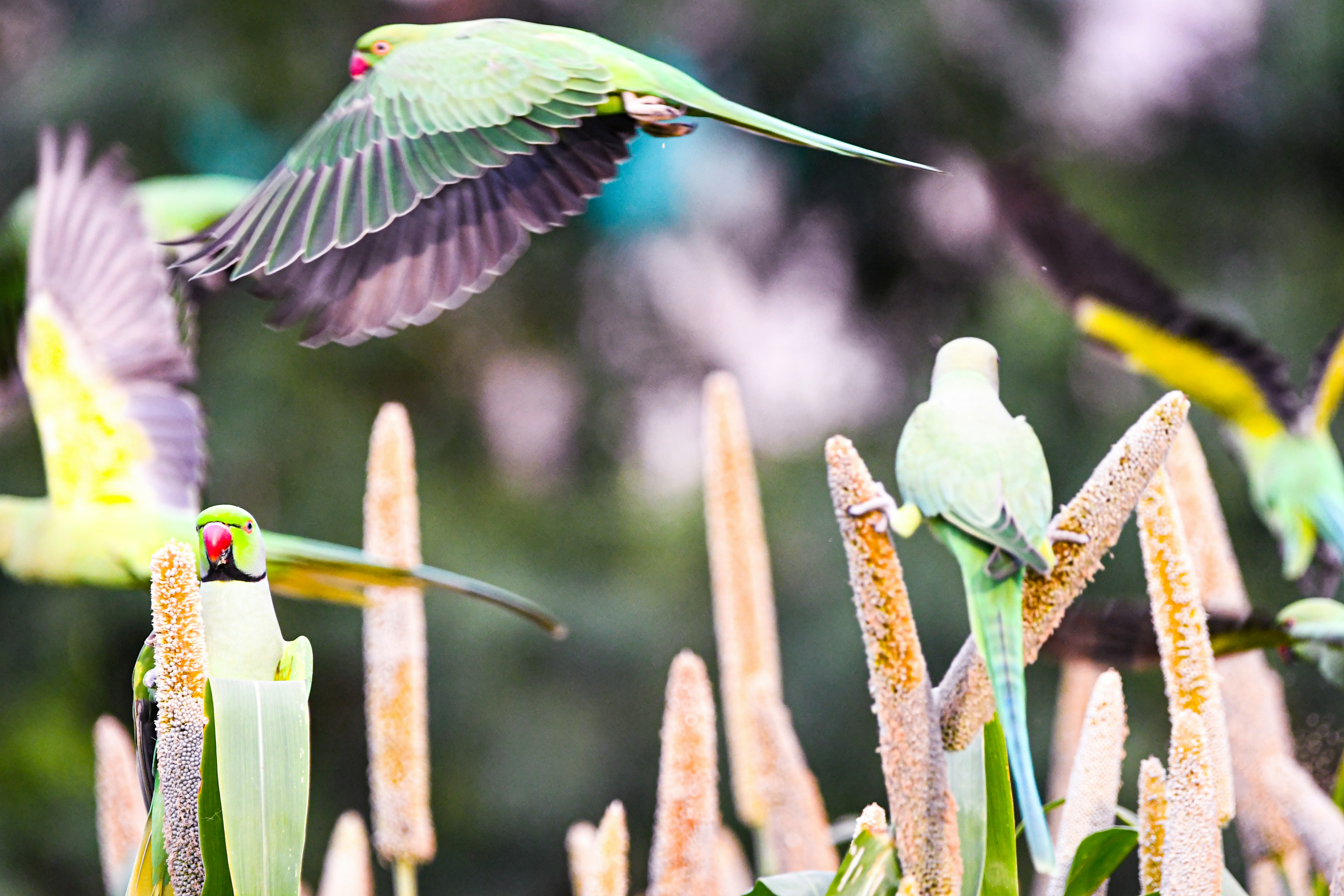 Harmony in Flight: A Dance of Parrots