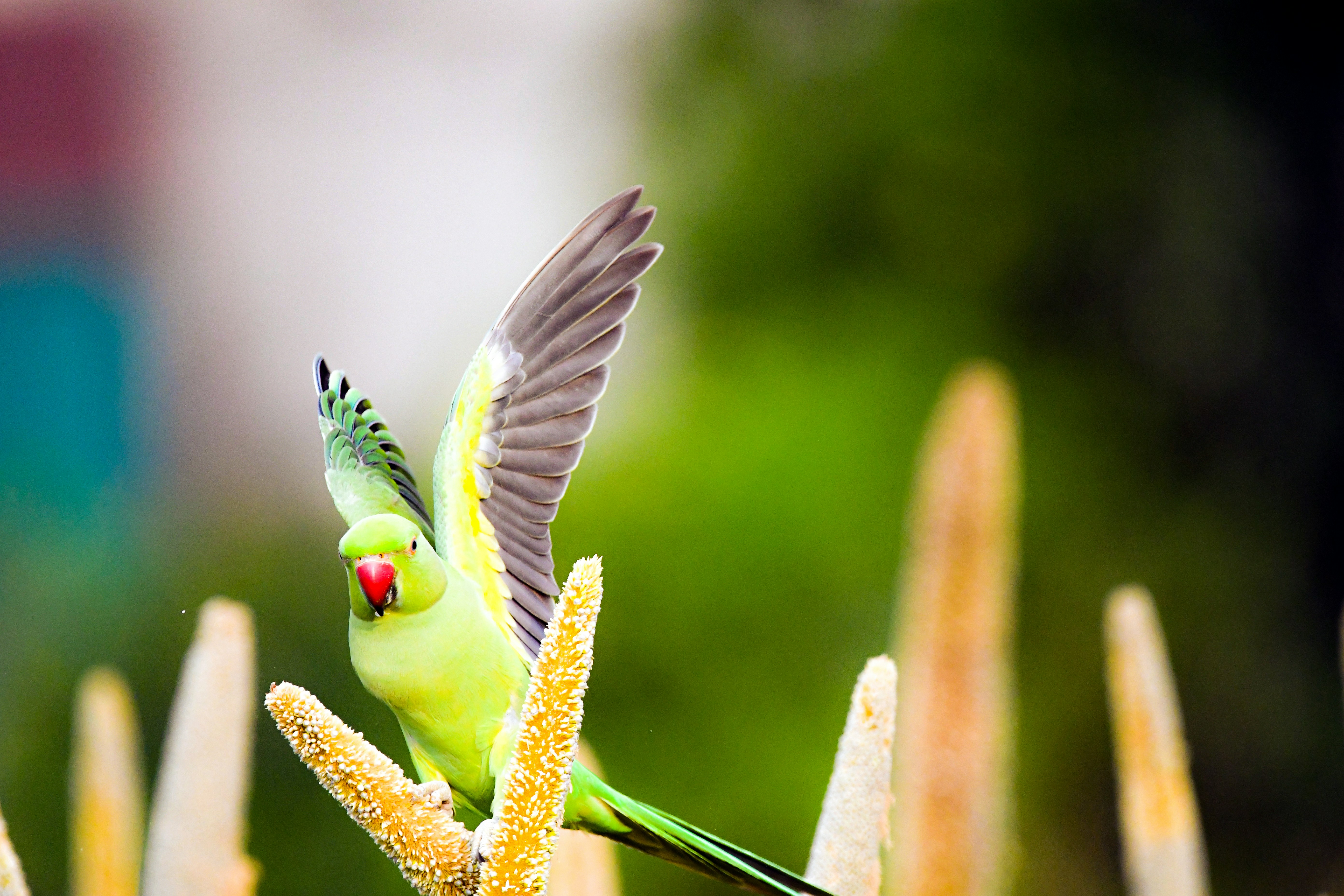Emerald Avian Acrobatics