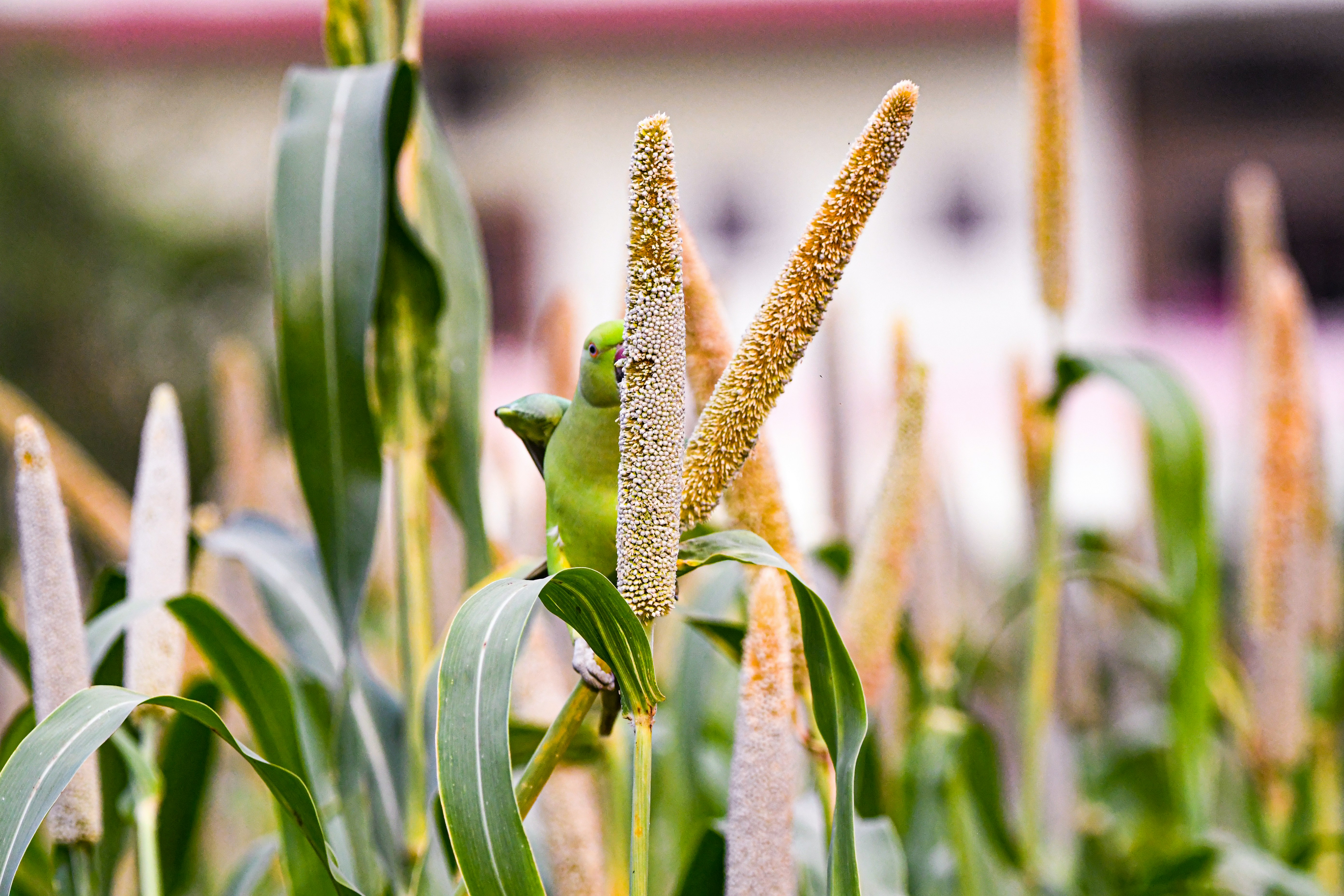 A green parrot sits on a millet stalk. photo – Free Animal Image on ...