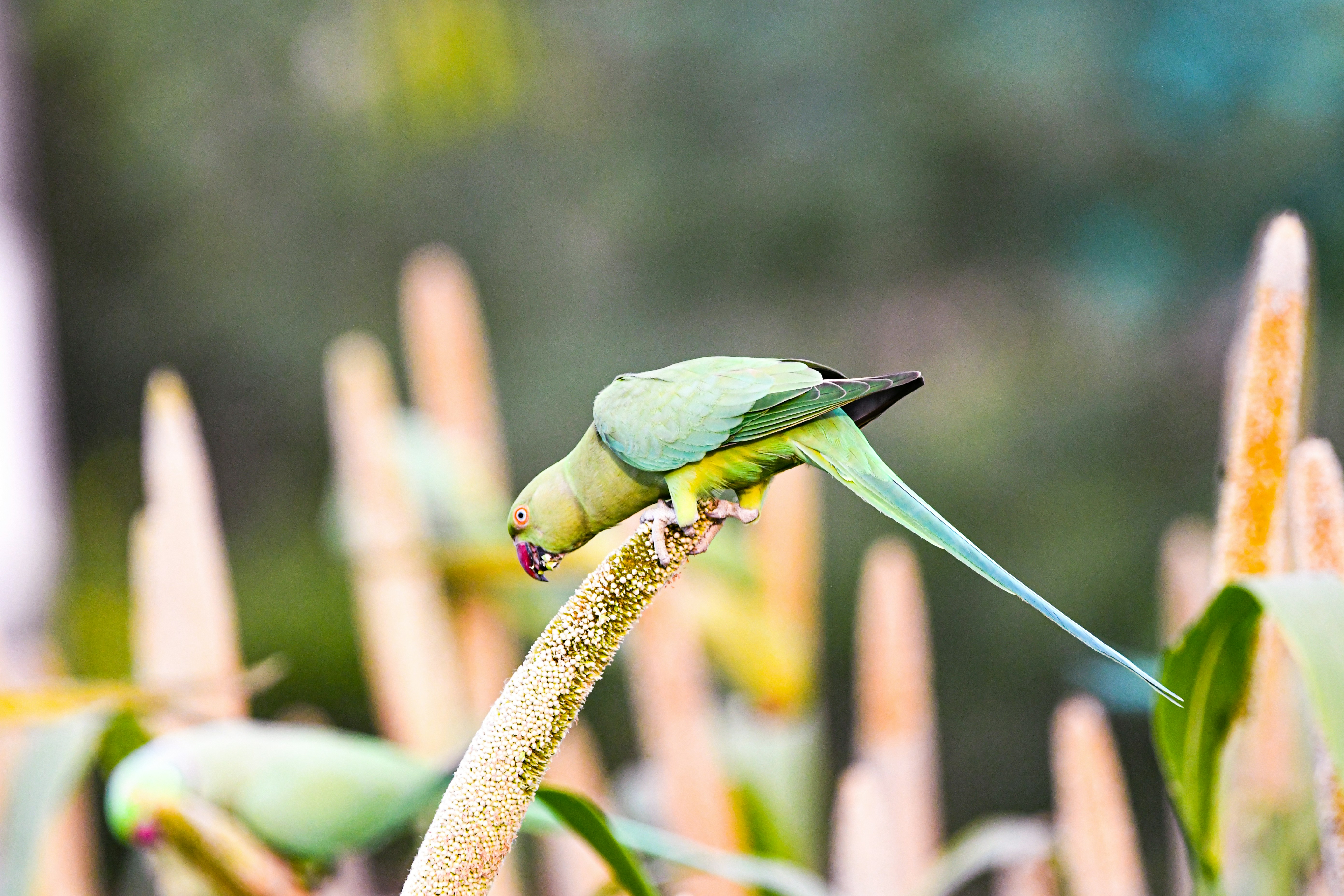 Verdant Perch: Green Parrot Balancing on a Curved Reed in Sunlit Garden
