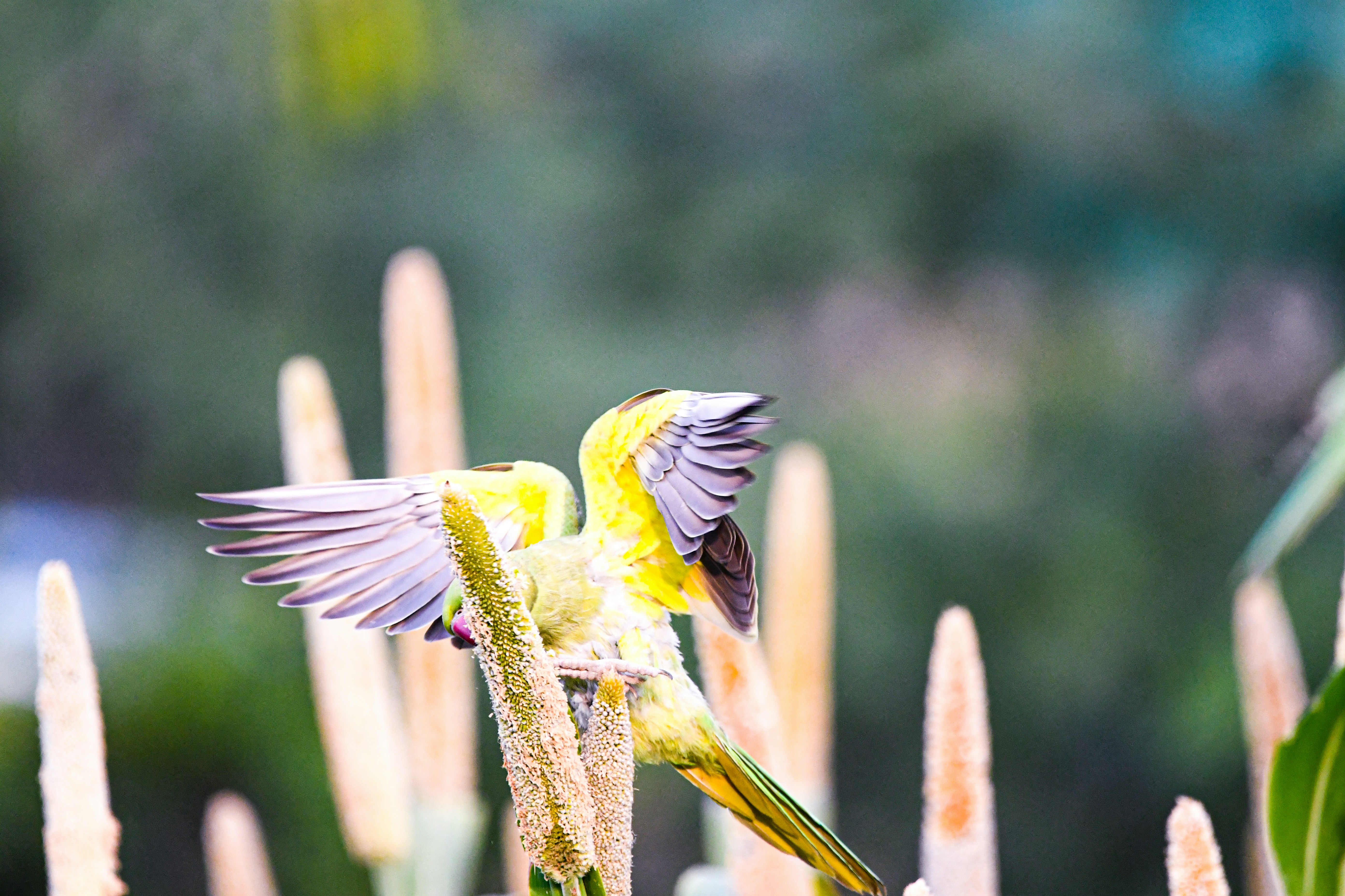 Golden Canary in a Cat-tail Corridor