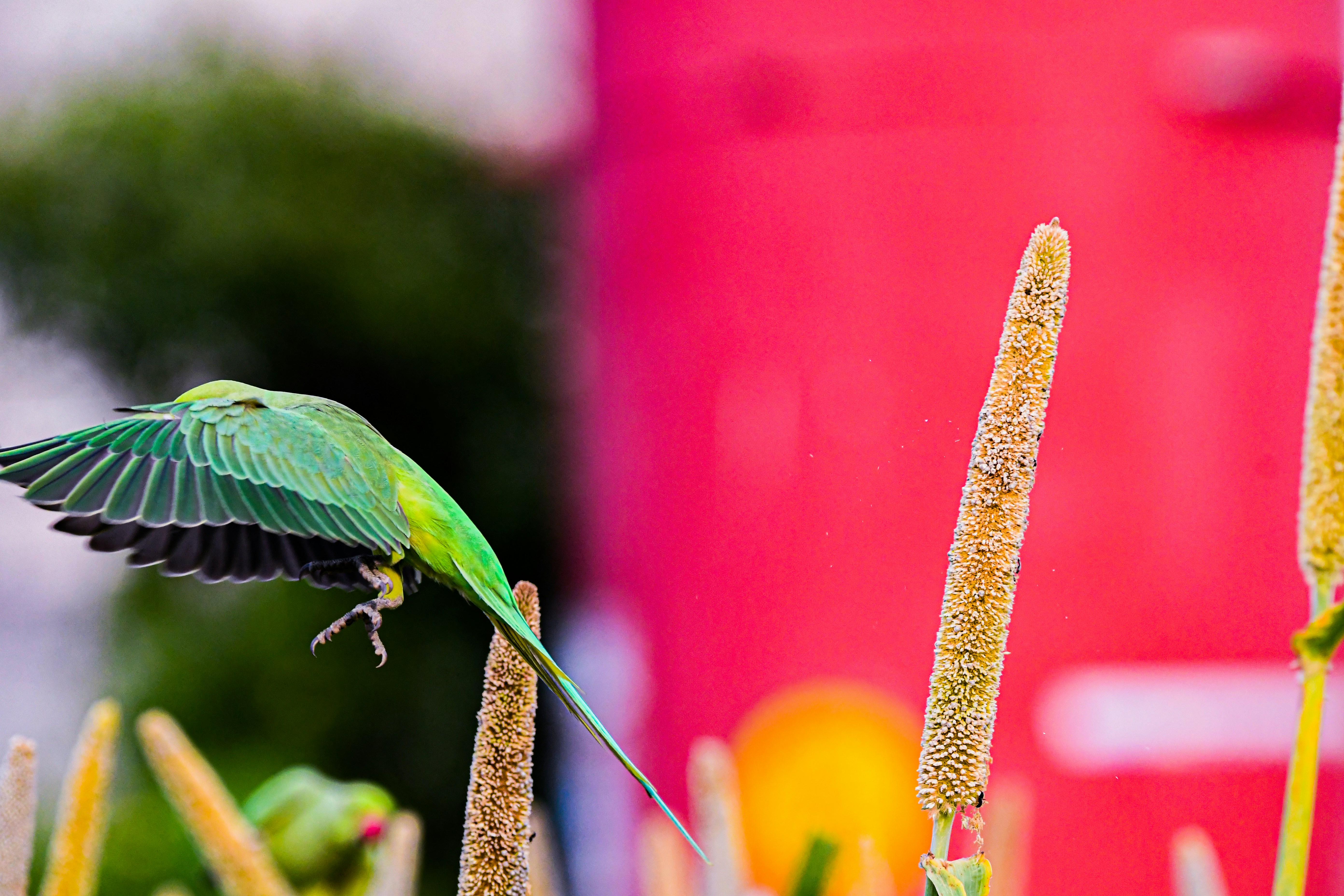 Emerald Escape: A Parrot's Flight