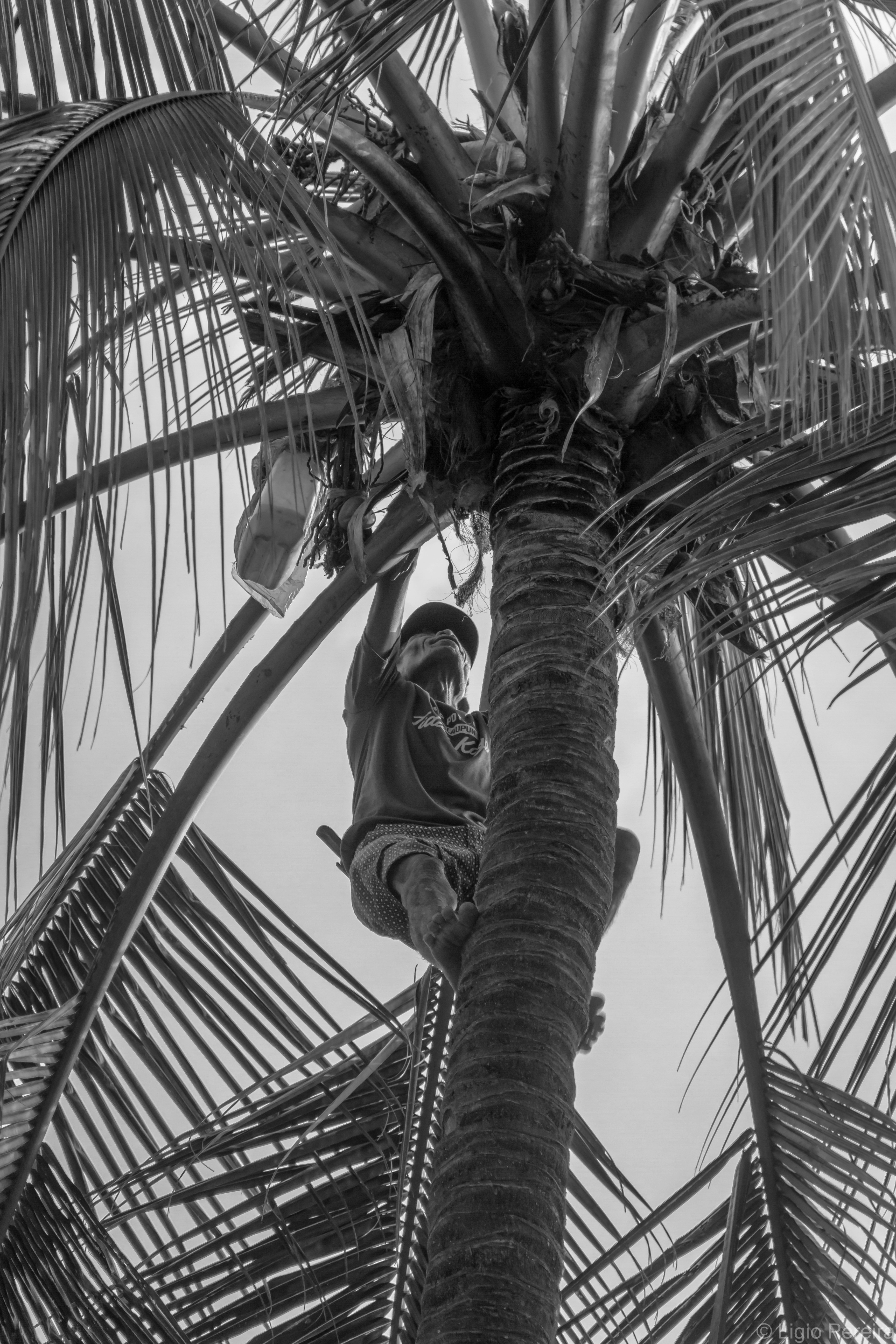 Man climbing a tall palm tree for coconuts.