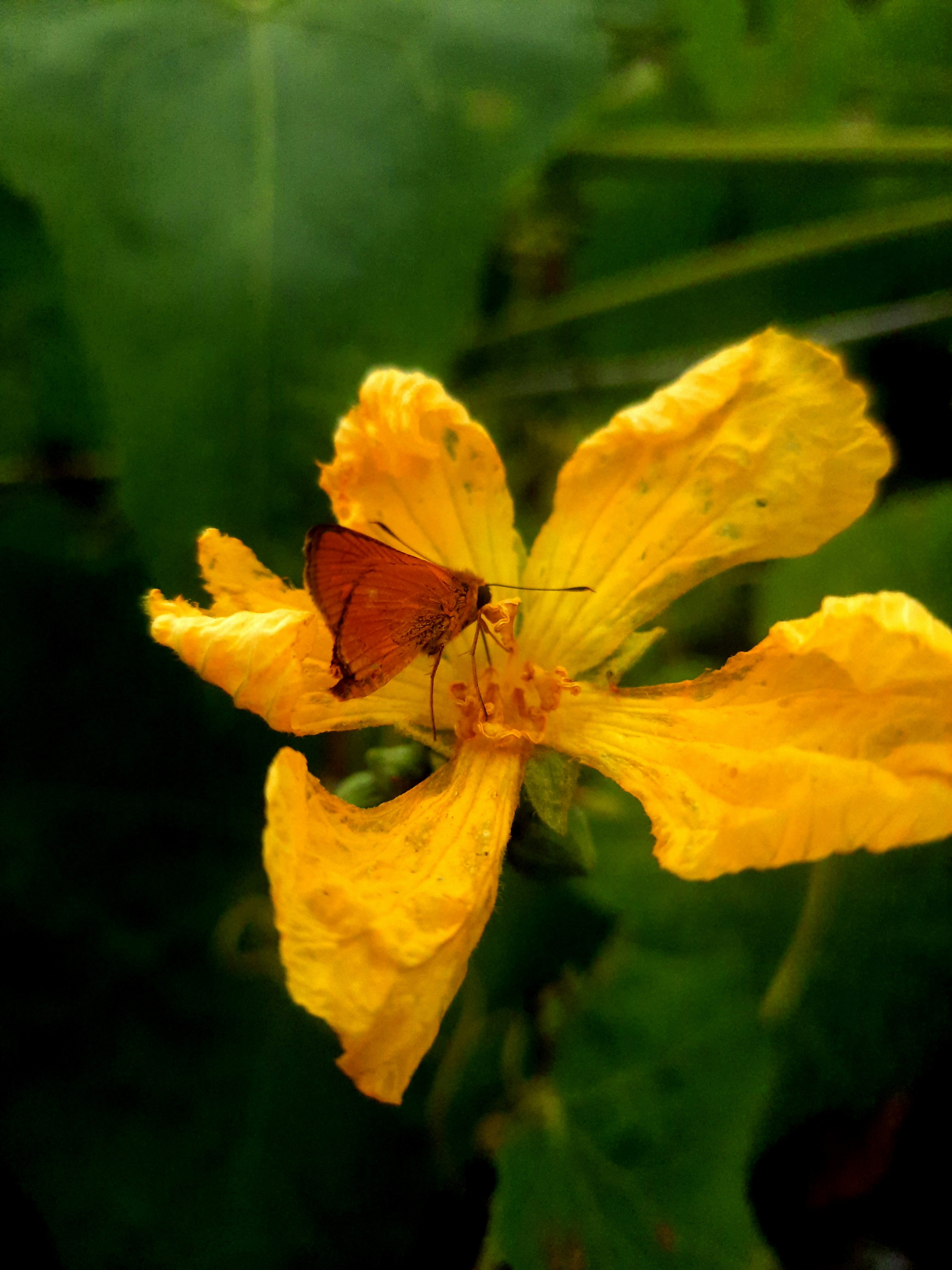 A butterfly rests on a vibrant yellow flower, showcasing the intricate details of both the insect and the blossom. The scene highlights the beauty of nature's interactions.