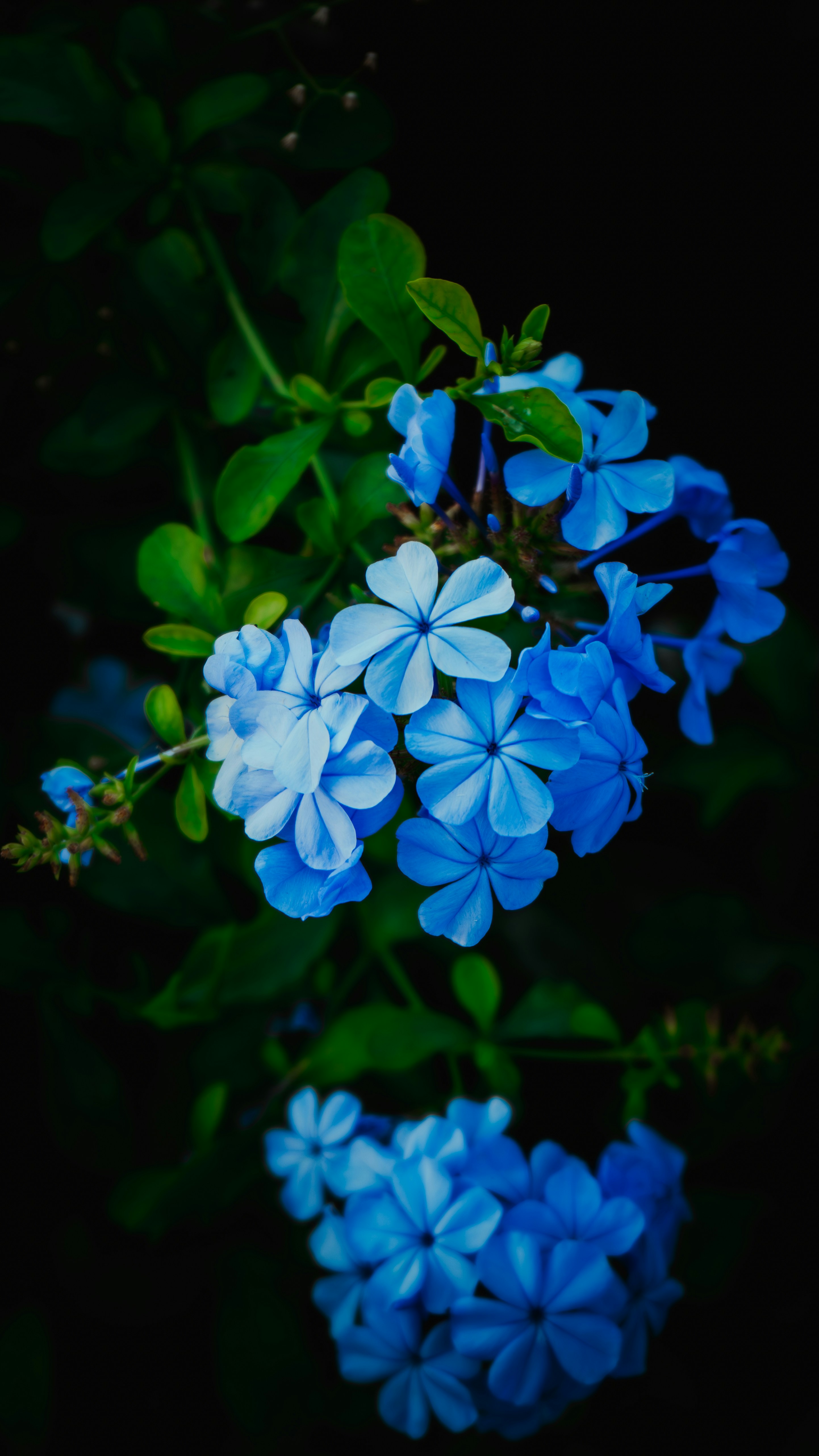 Cluster of delicate blue flowers on dark background