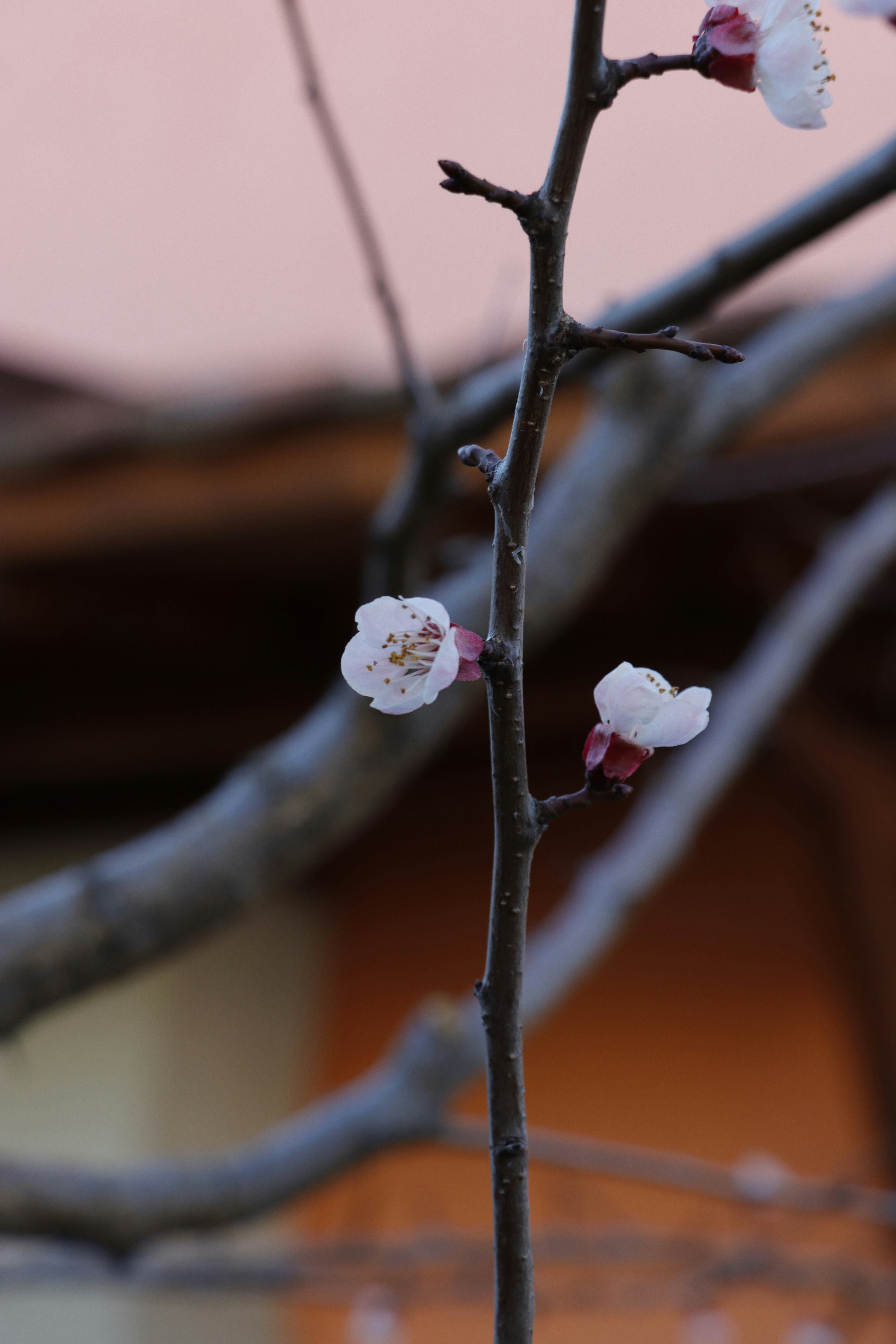 Delicate white and pink blossoms emerge from a slender branch, set against a softly blurred warm background. The scene captures the essence of new beginnings.