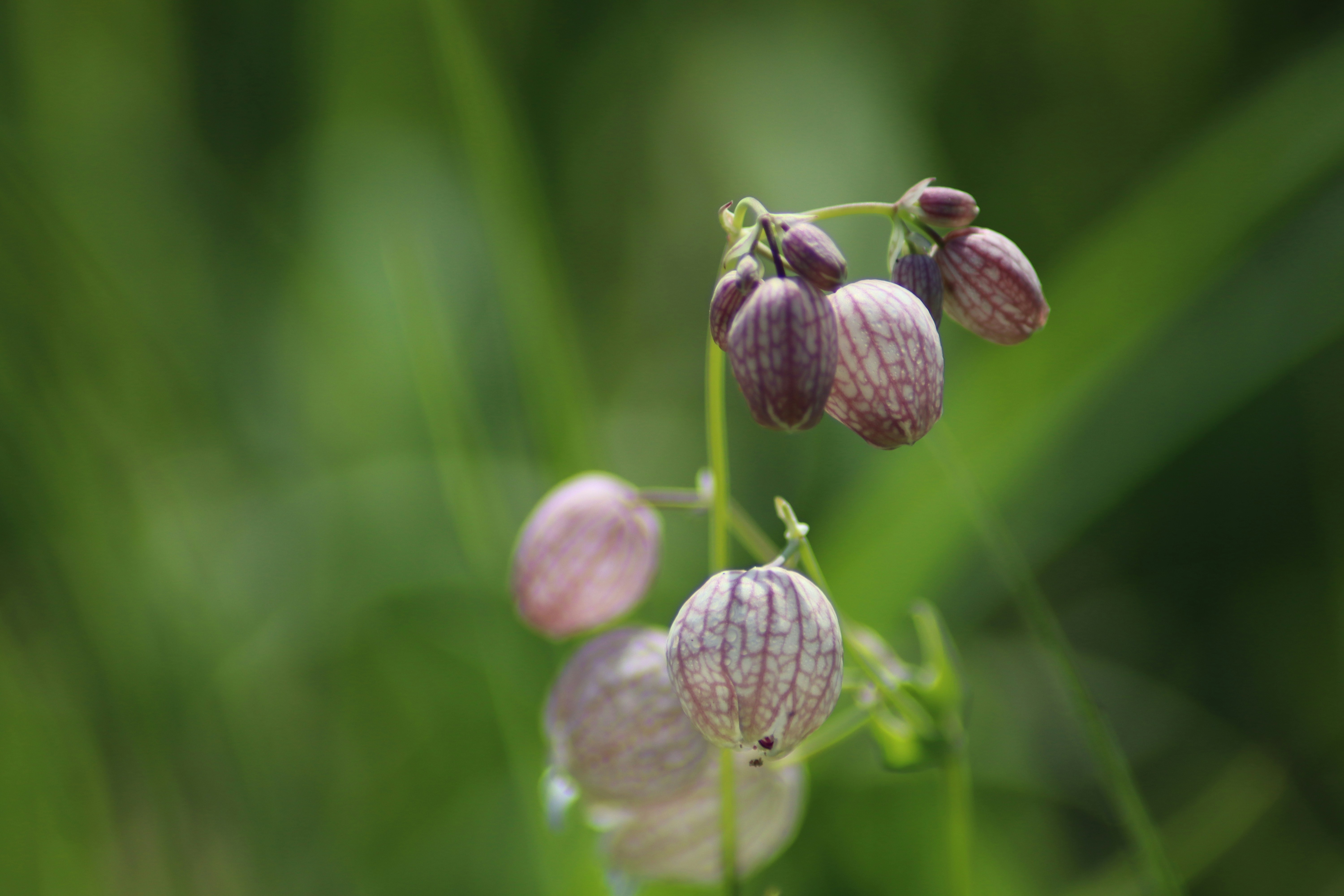 Whispers of Nature: The Delicate Dance of Flora