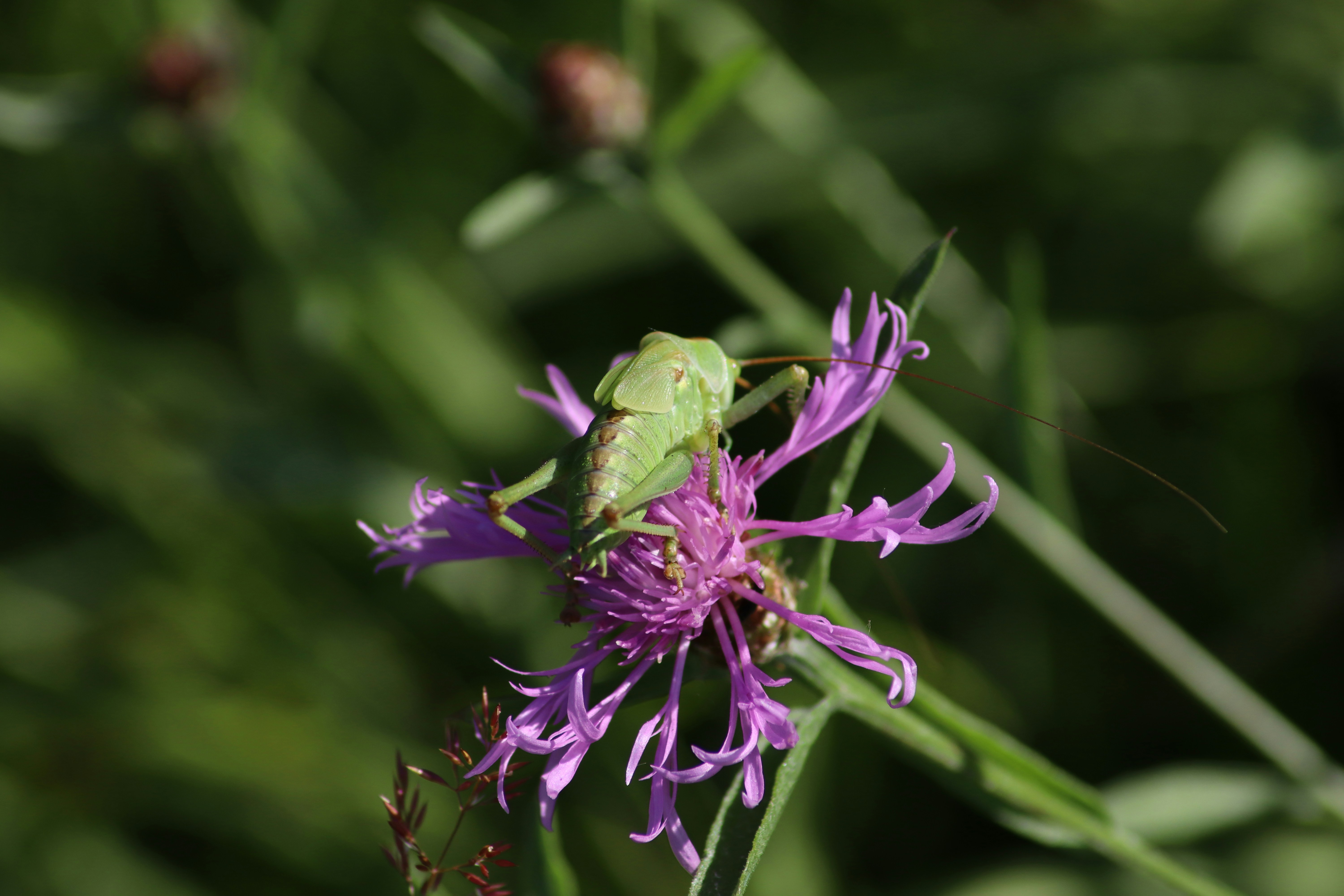 Nature's Harmony: A Grasshopper's Floral Retreat