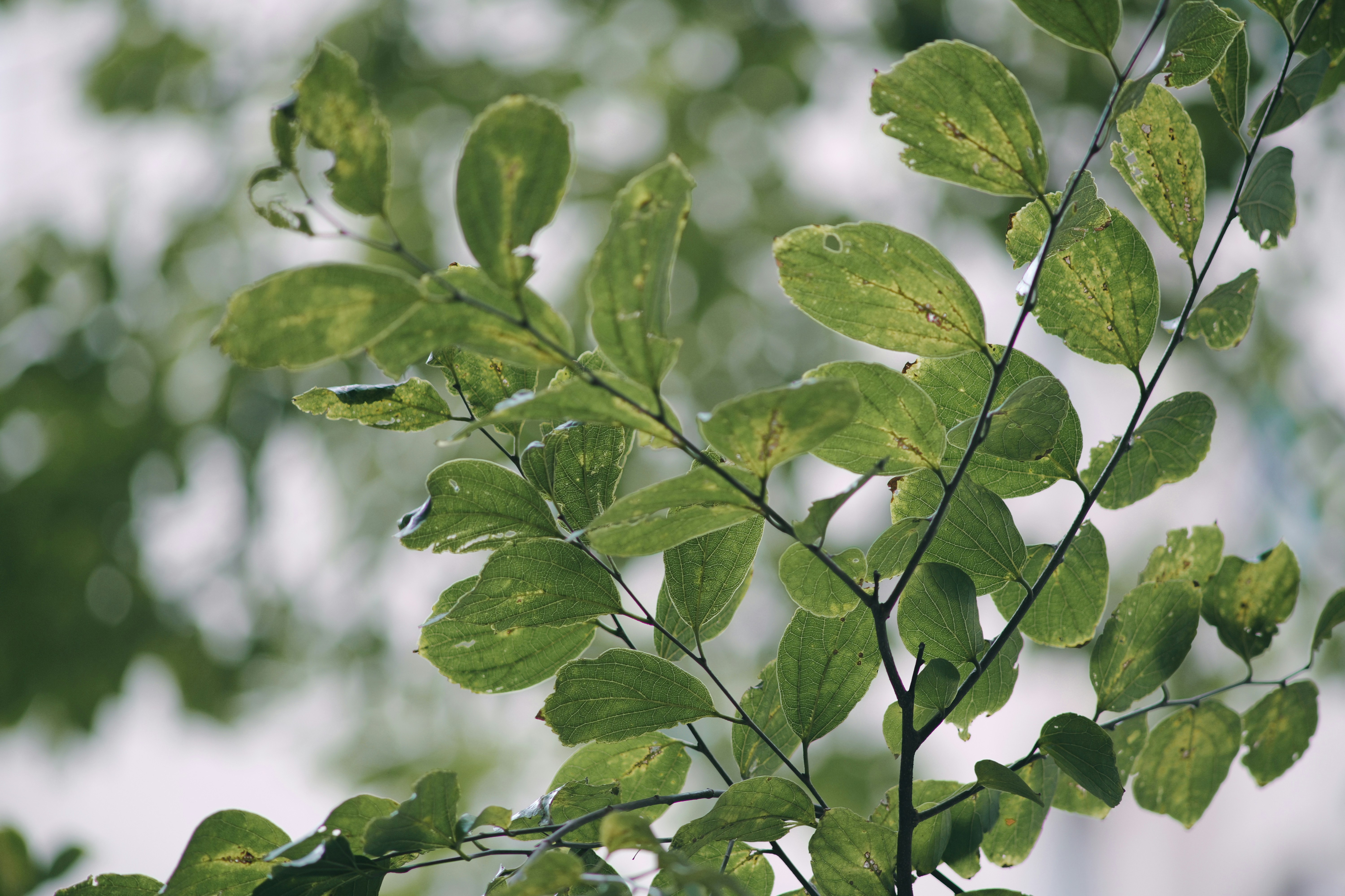 Whispers of Green: Nature's Intricate Palette