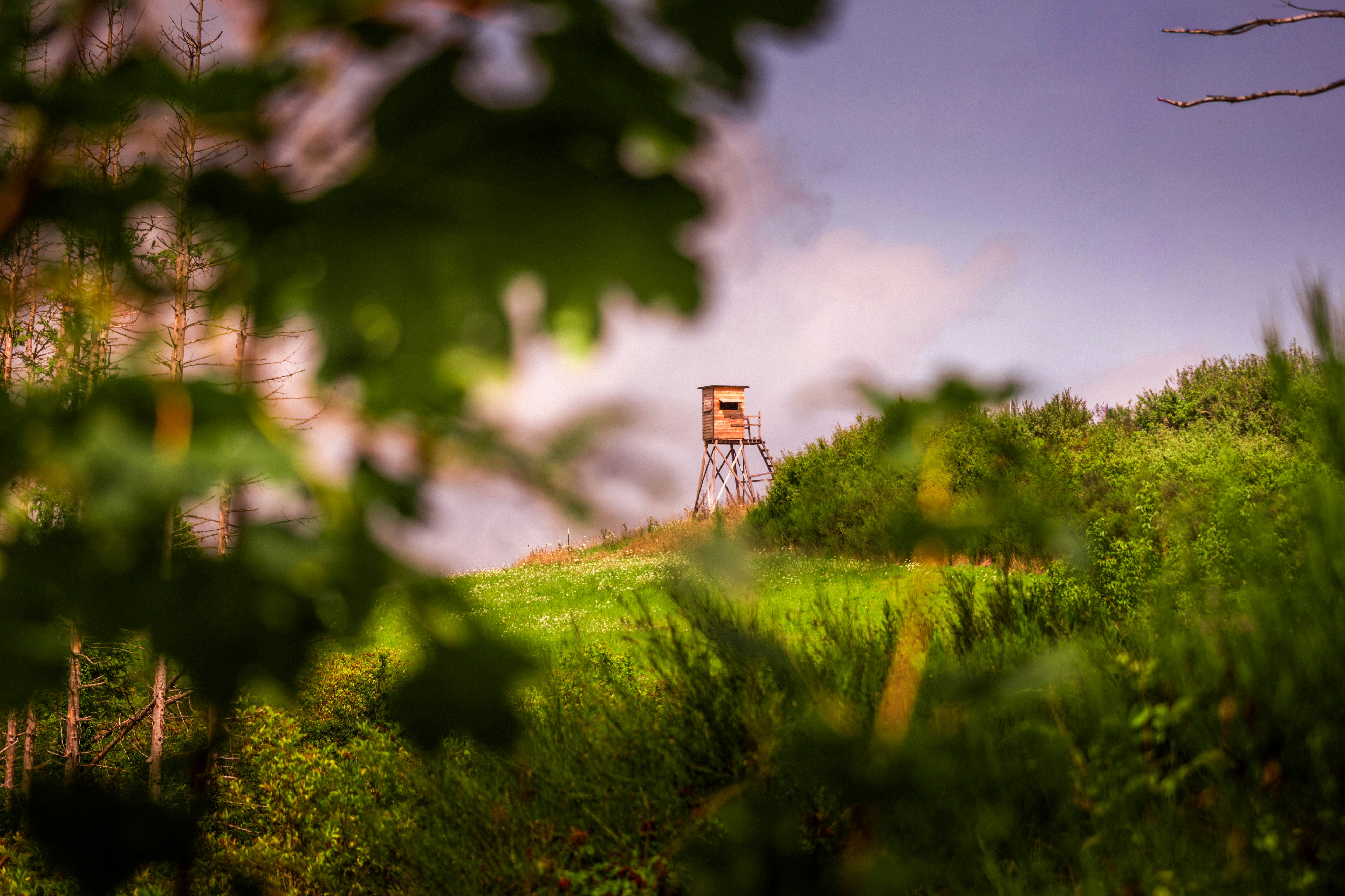 Hunting blind on a grassy hill surrounded by trees