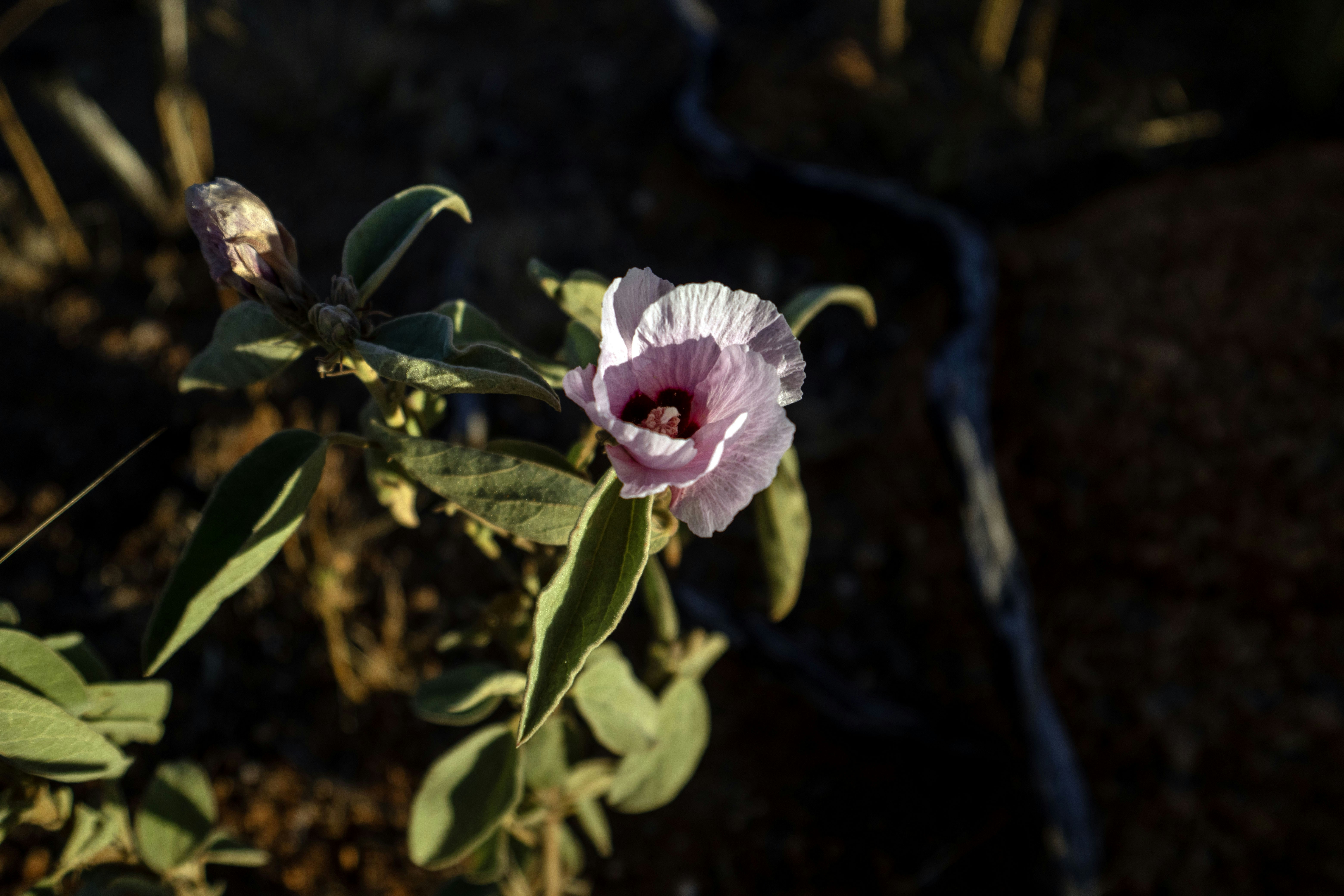 Whispers of the Desert Bloom