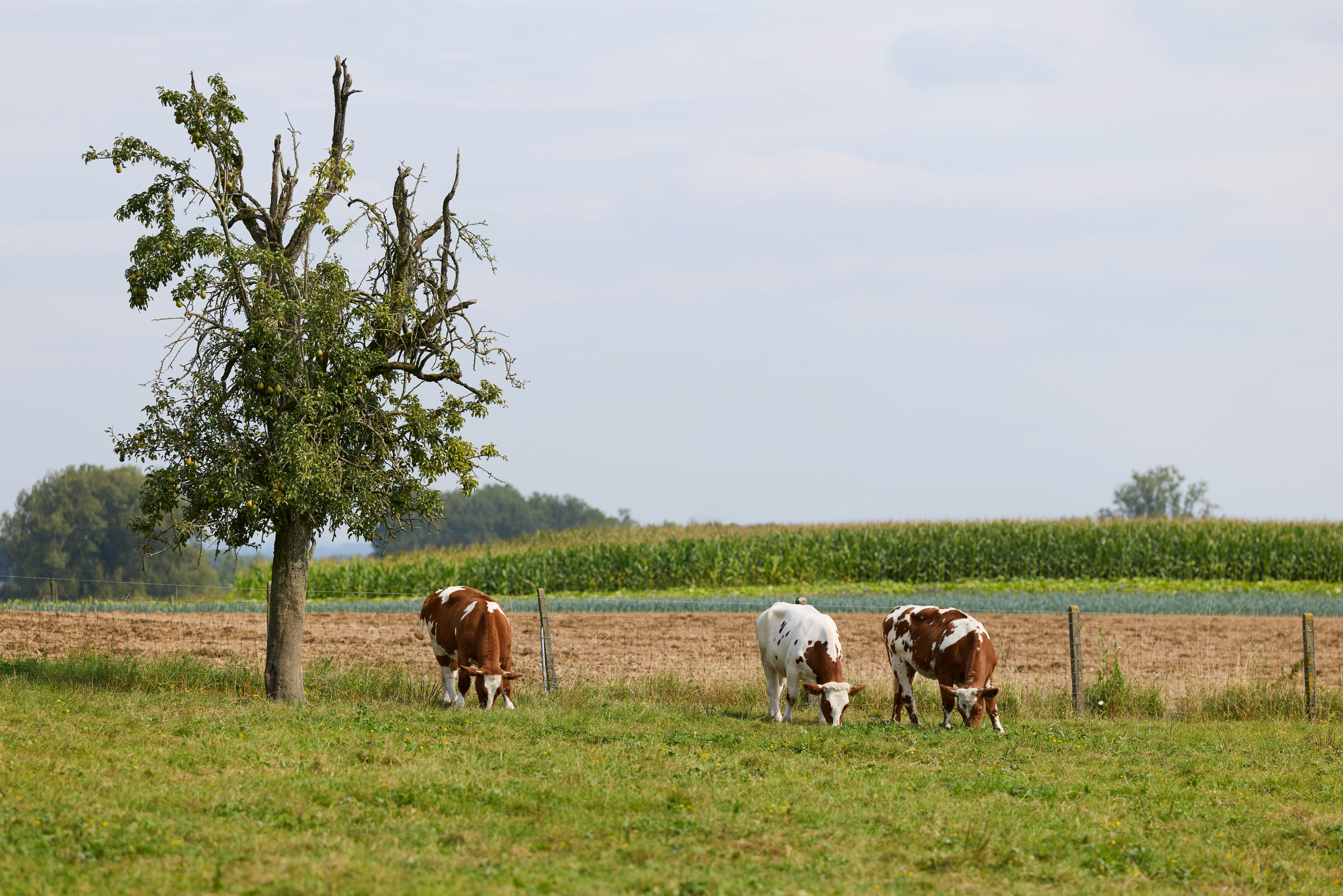 Three cows graze peacefully in a lush green pasture with an old pear tree, fenced fields, and distant cornfields under a bright sky, showcasing serene rural life. | Three cows grazing in a green field.