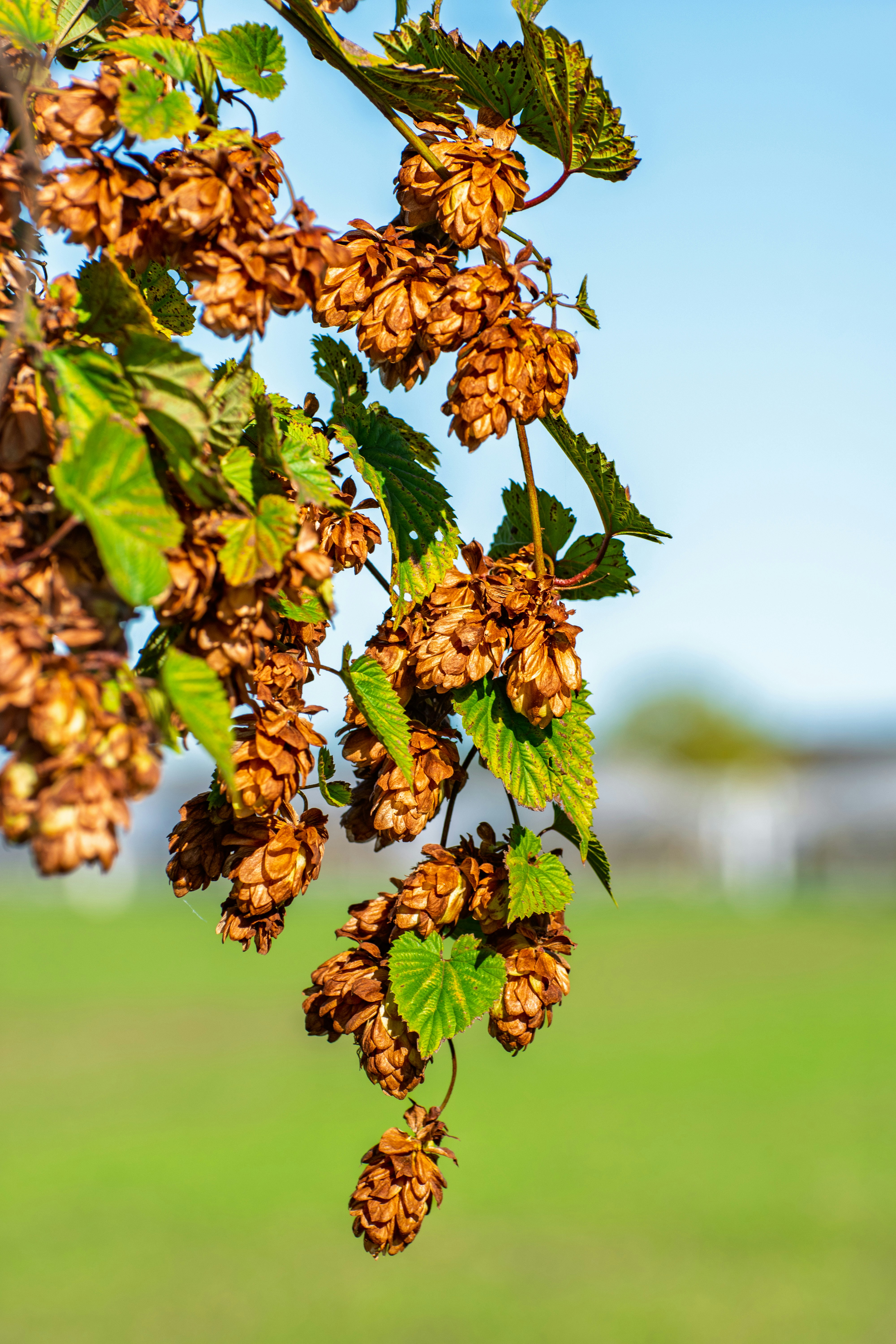Harvesting Nature's Hops: A Late Autumn Portrait