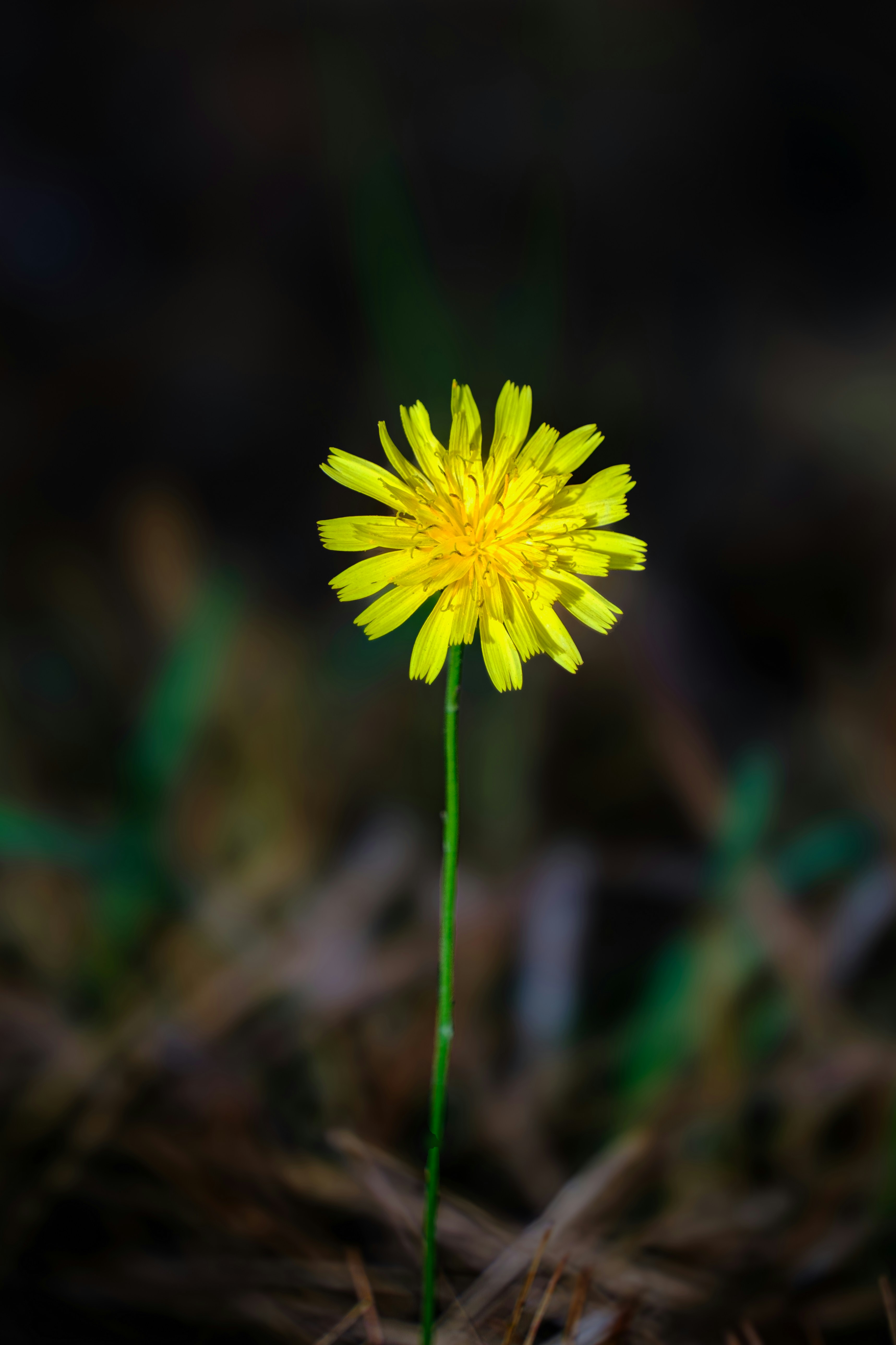 Solitary Blossom Amidst Nature's Embrace