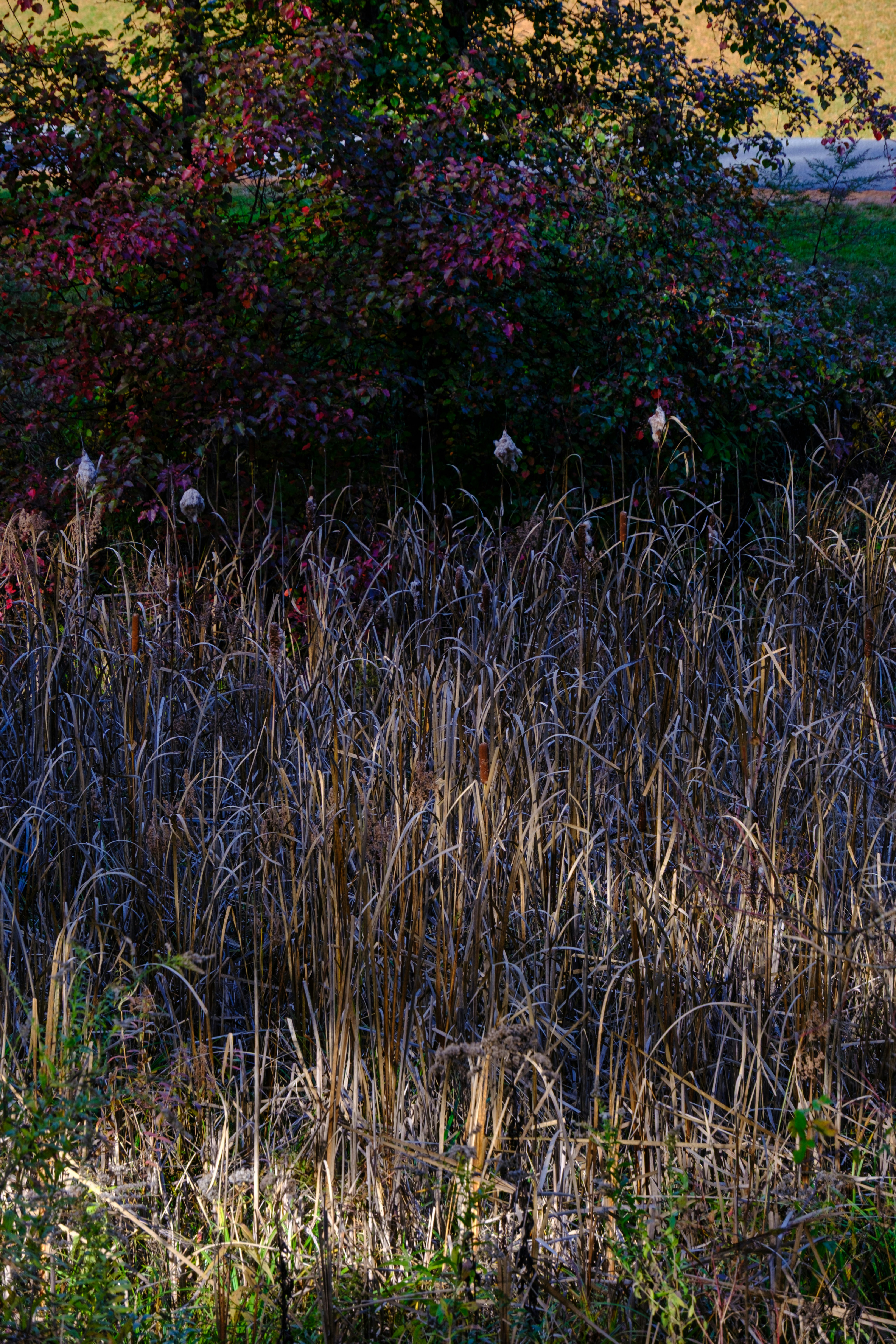 Dry reeds in front of a colorful autumn bush.