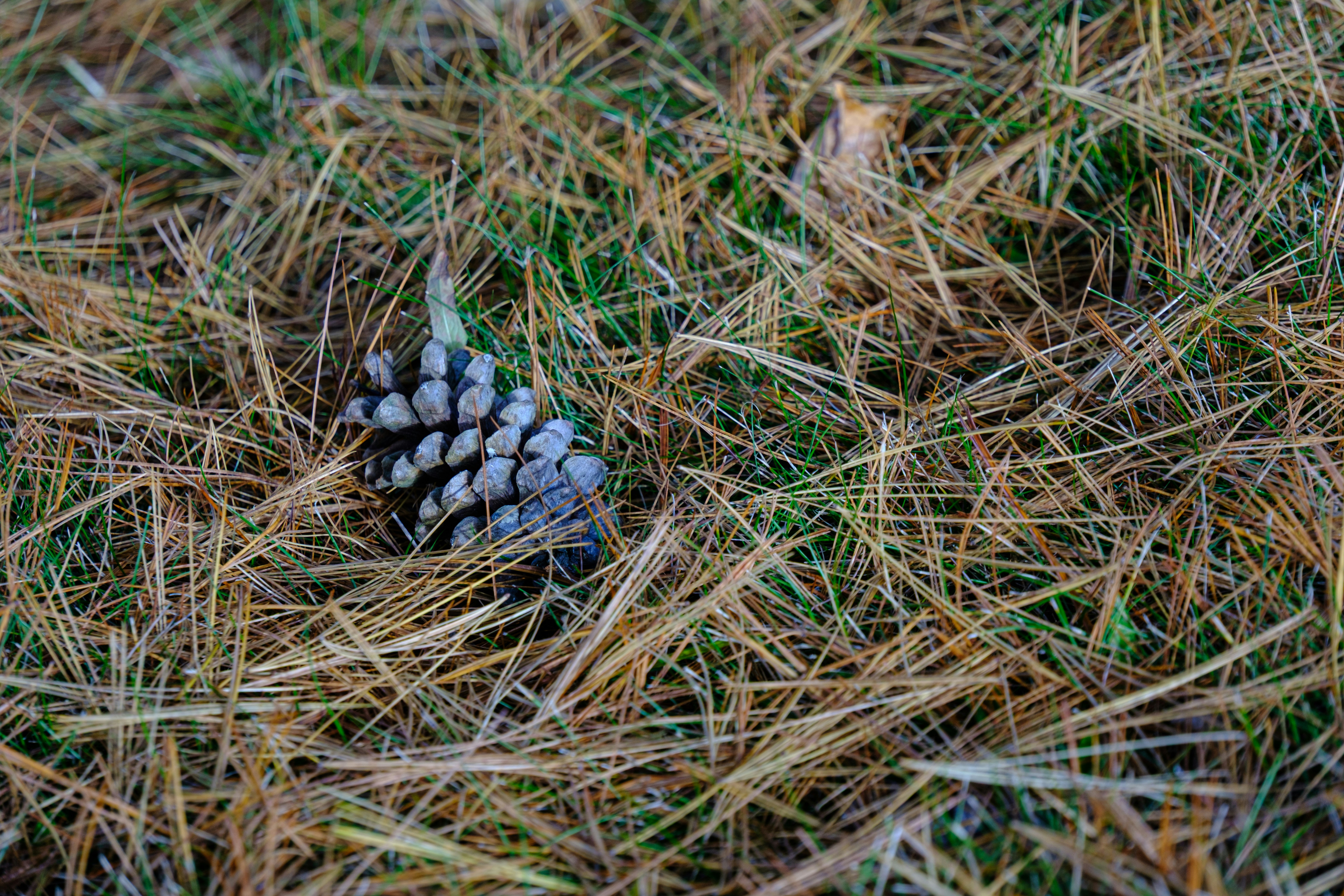 Nature's Textured Mosaic: A Pinecone's Journey