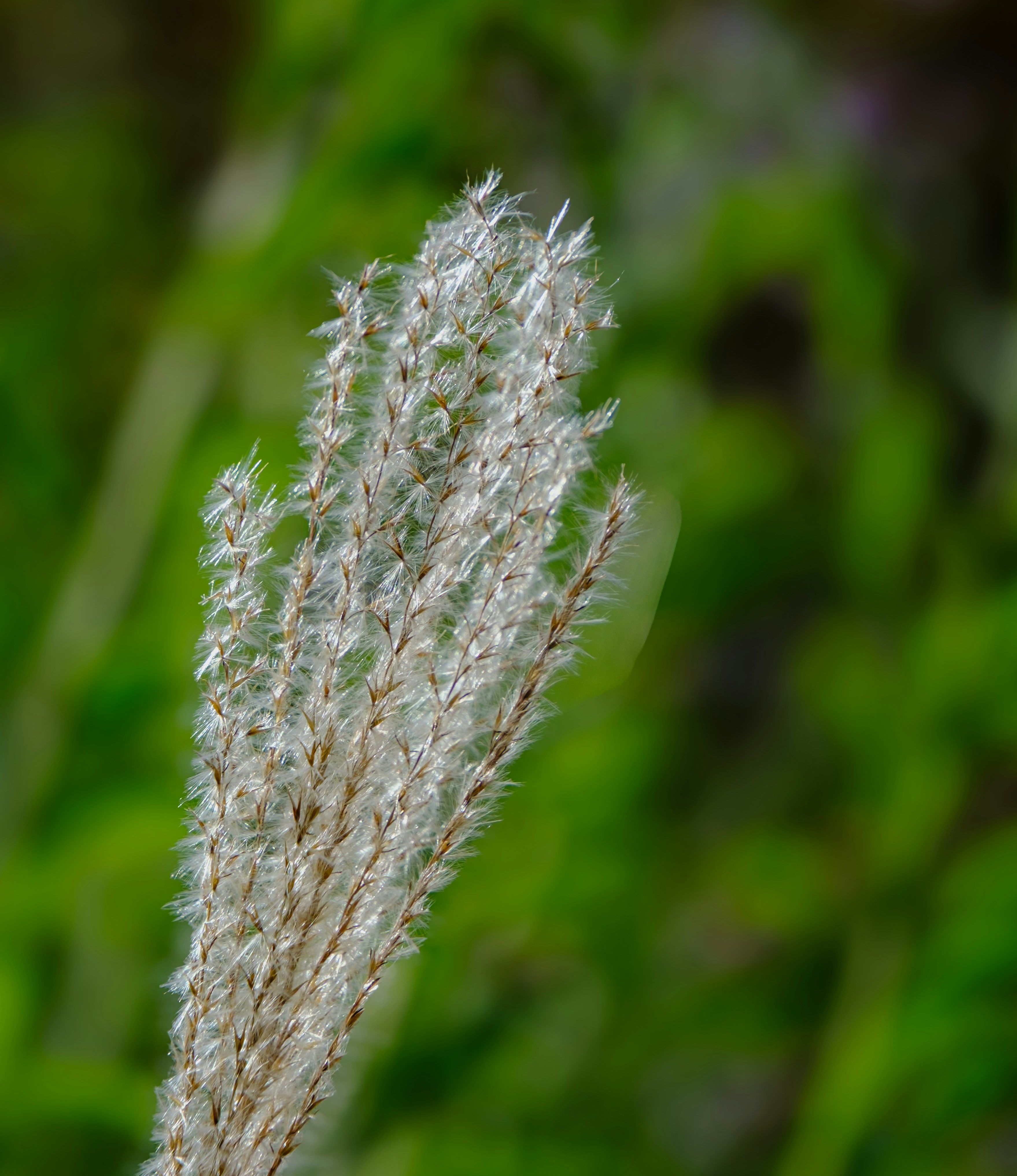Whispers of Nature: Delicate Grass Plume