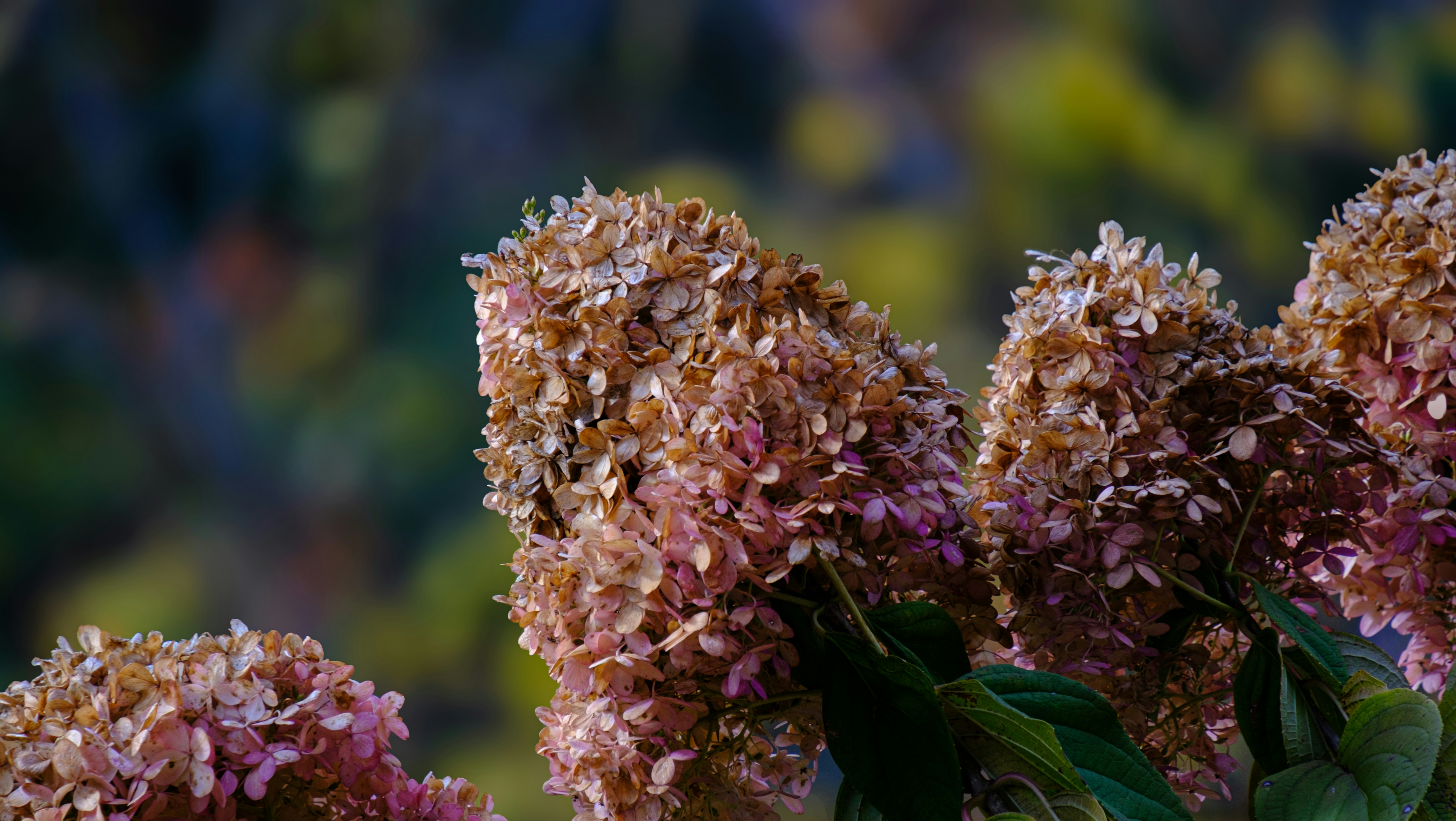 Dried pink hydrangea flowers with green leaves.