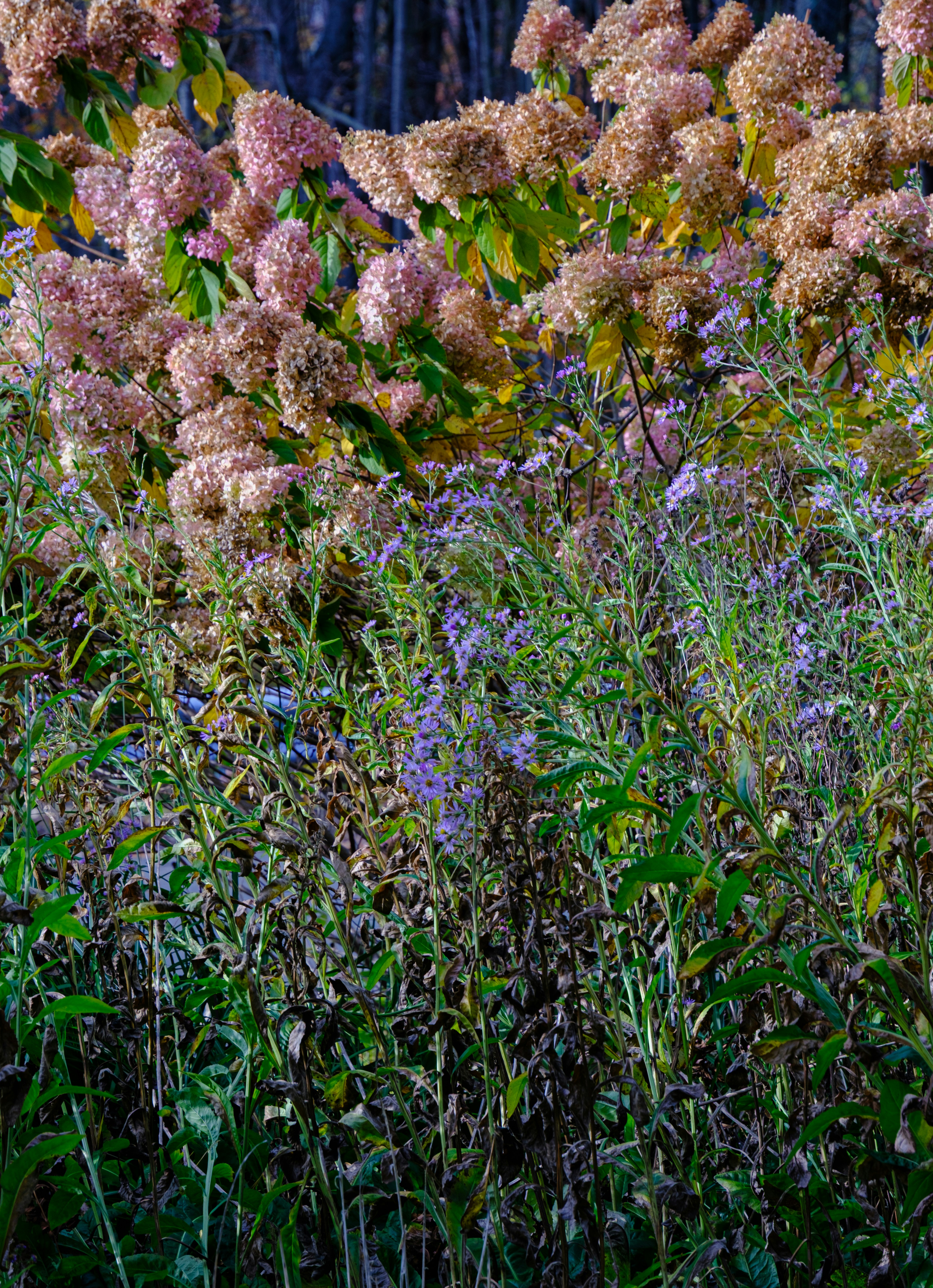 Autumn's Floral Embrace