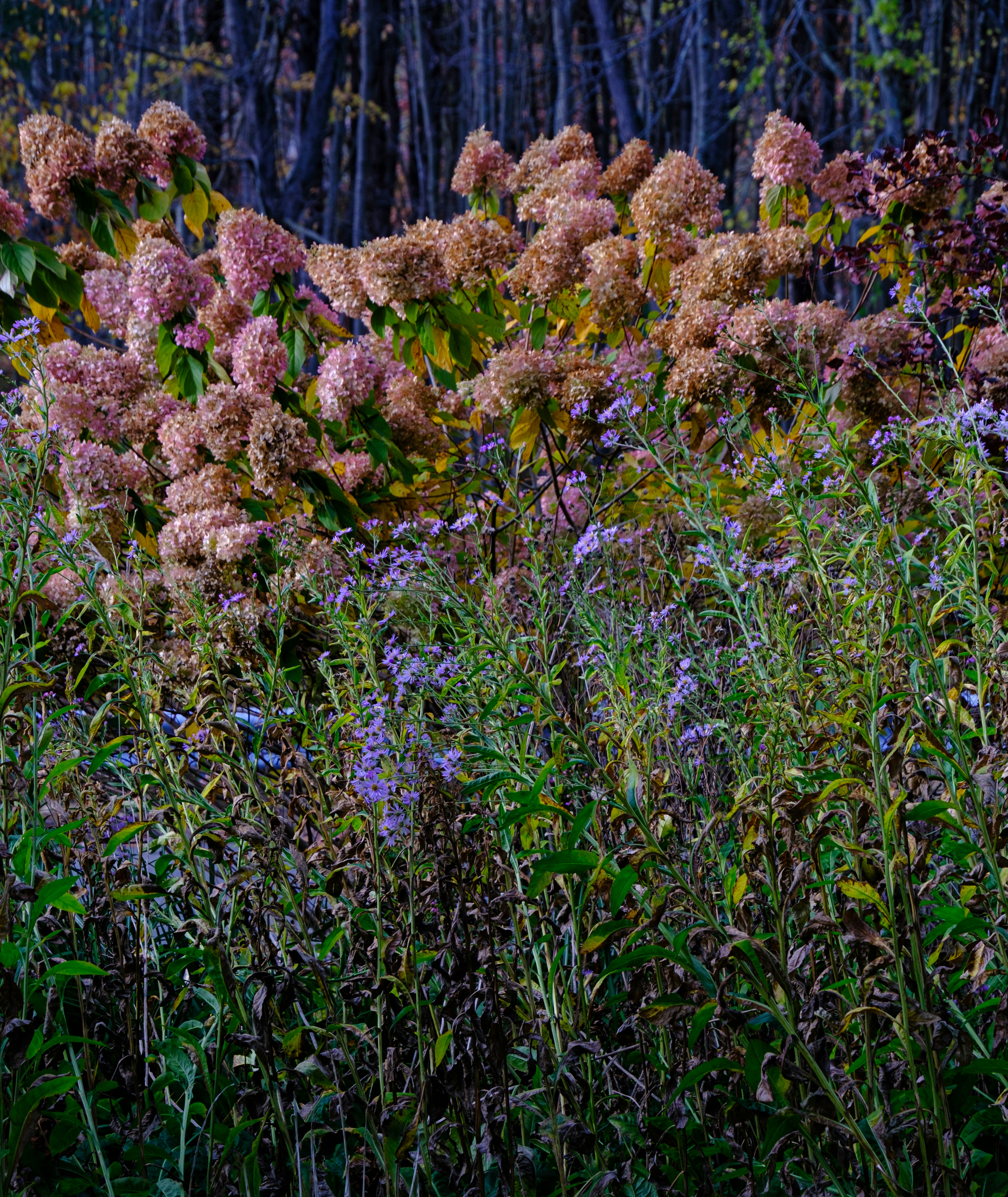 Whispers of Autumn's Palette