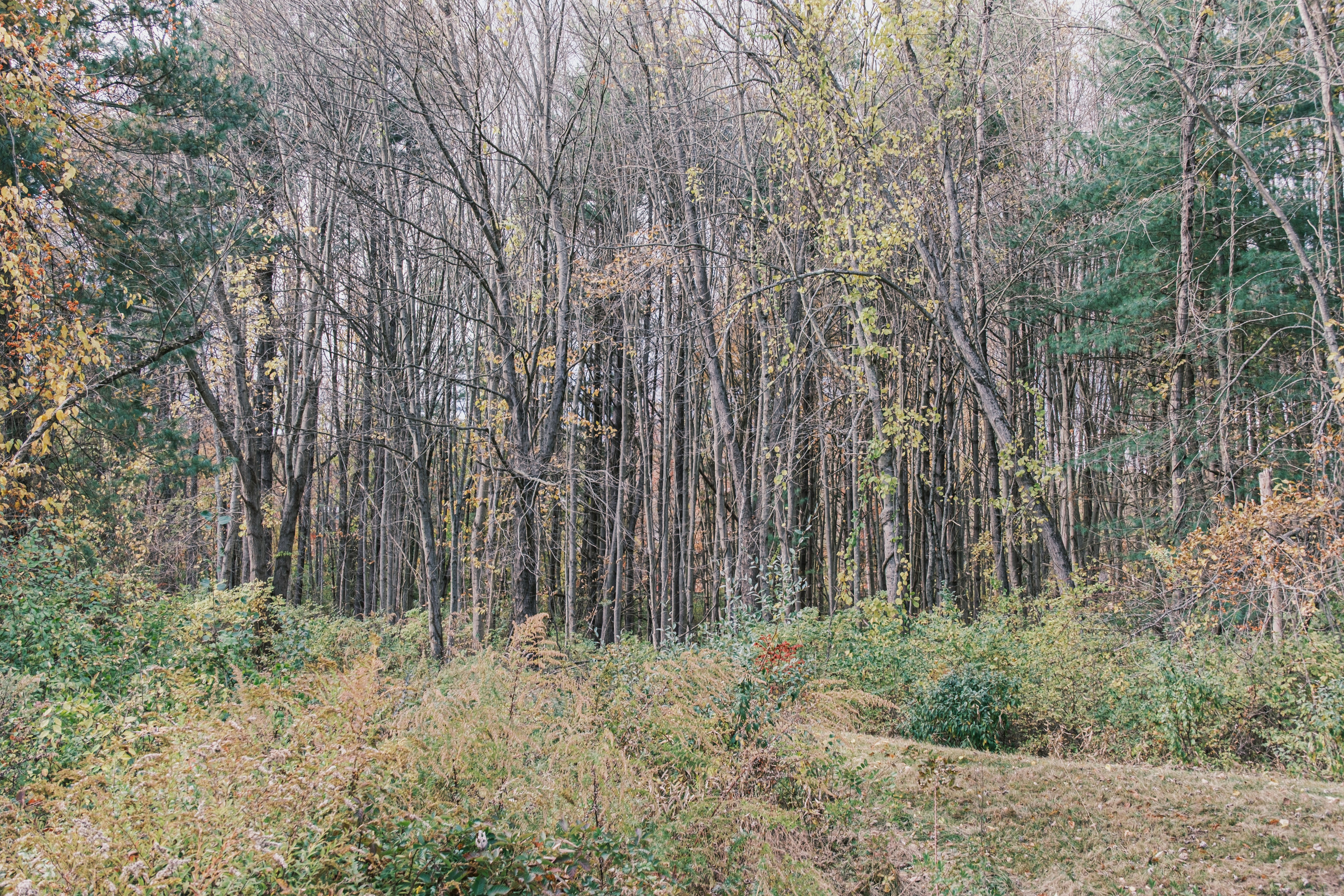 Bare trees and autumn foliage in a dense forest.