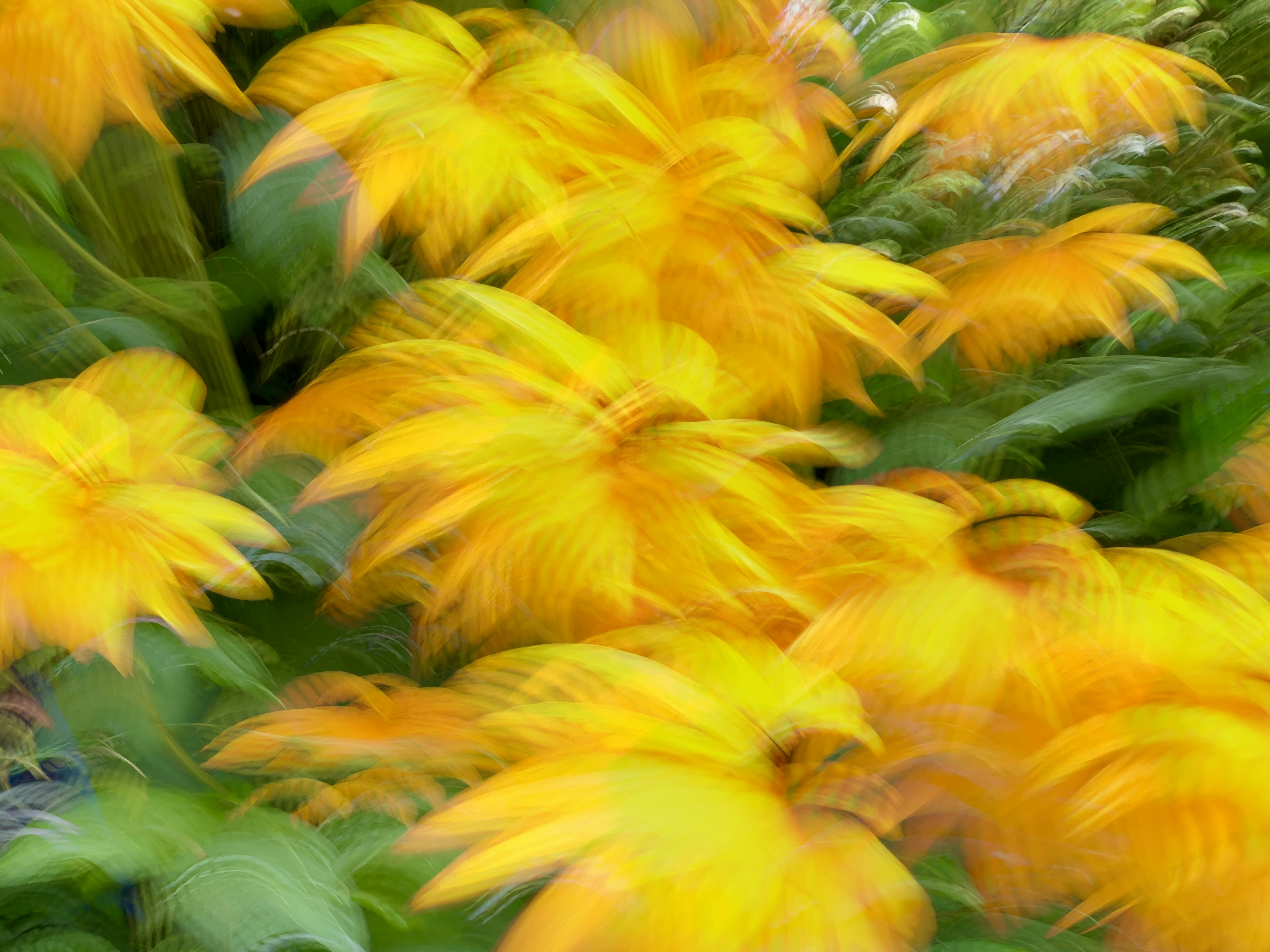 ICM photography abstract - moved yellow flowers | Blurred yellow flowers with green foliage in background