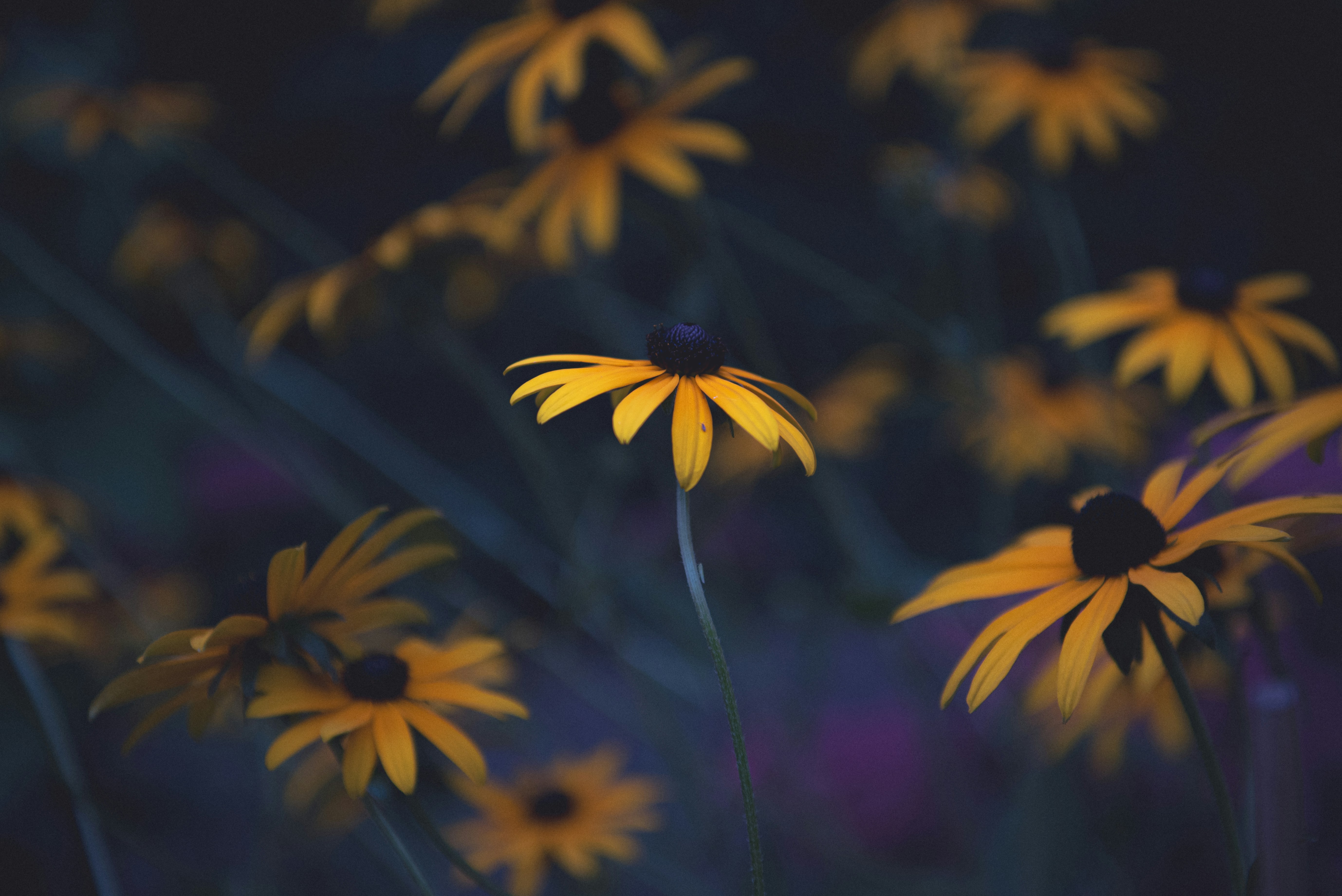 the drama in my cottage garden | Yellow flowers bloom in a dark, moody setting.