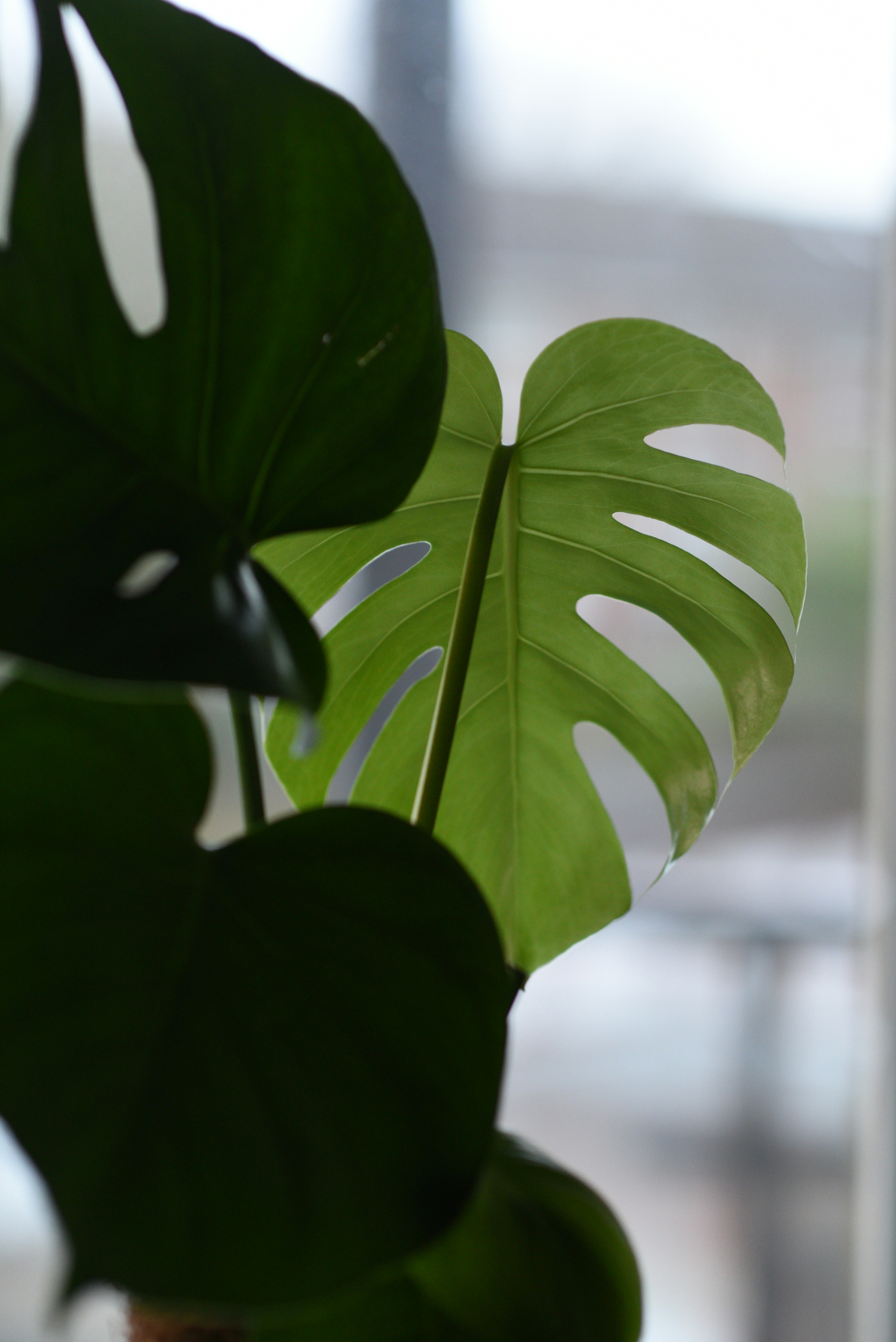Close-up of a vibrant green monstera plant leaf.