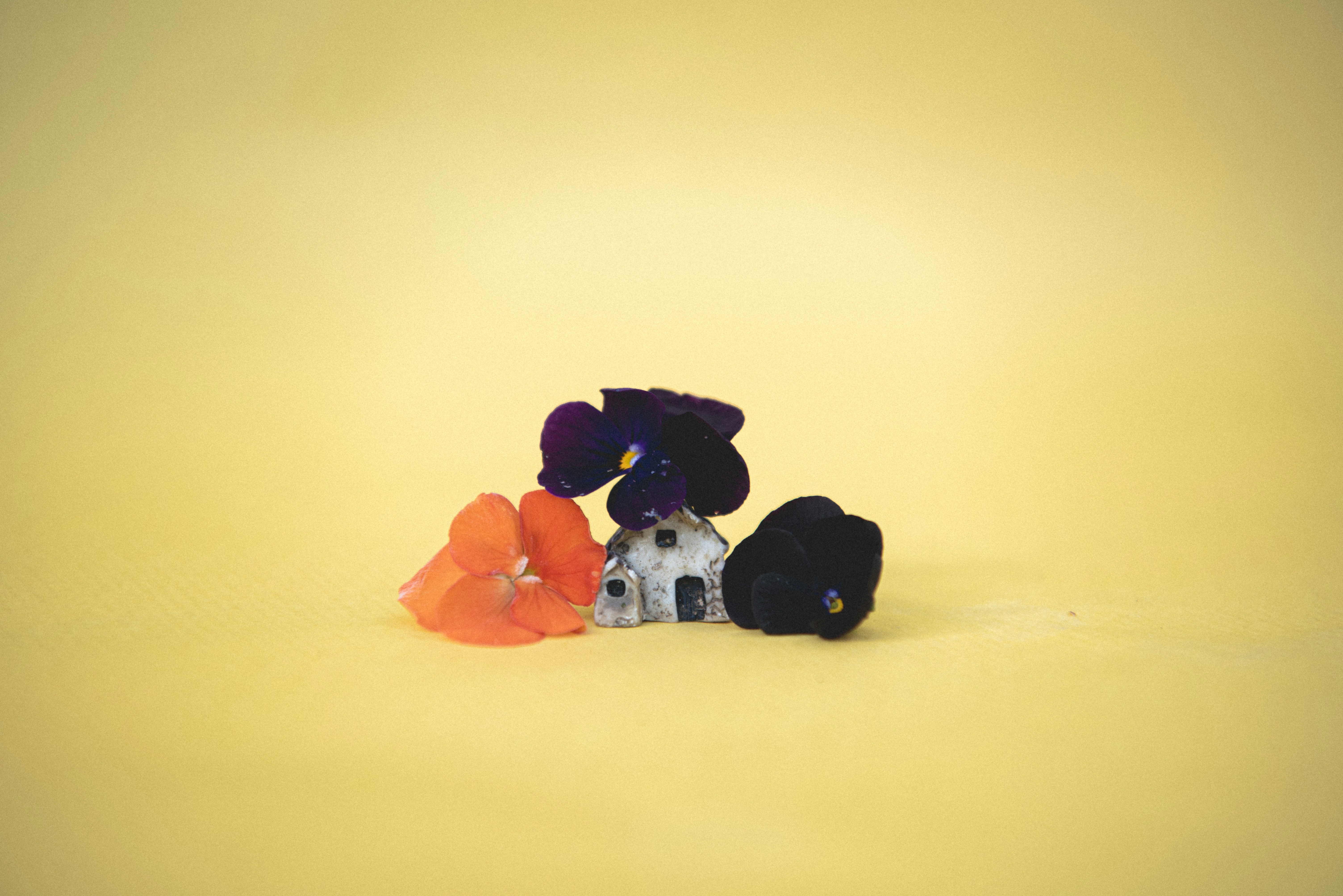 Elly M (@ellyendeavours) | Unsplash 사진 커뮤니티