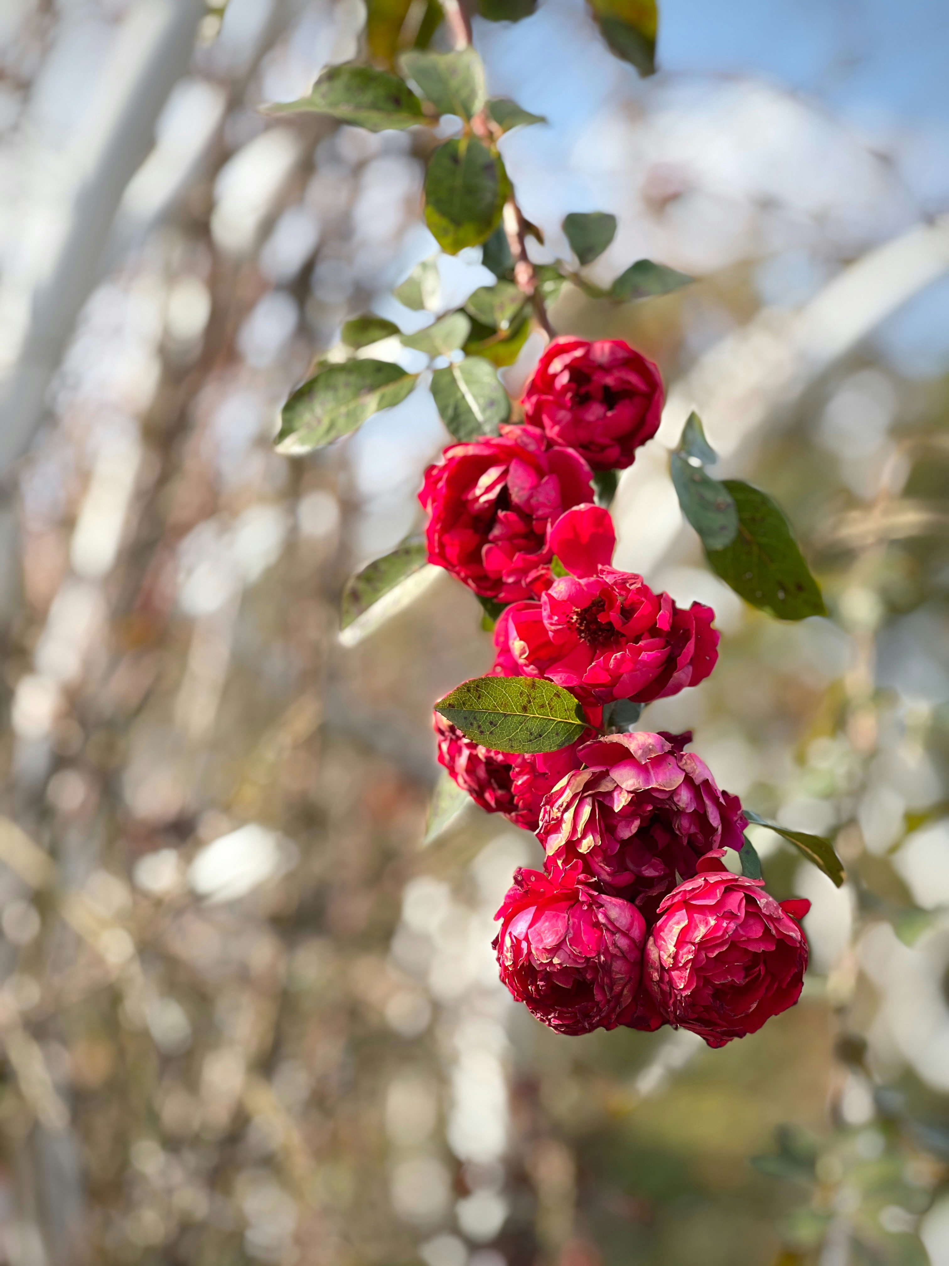 Whispers of Autumn: The Resilient Roses